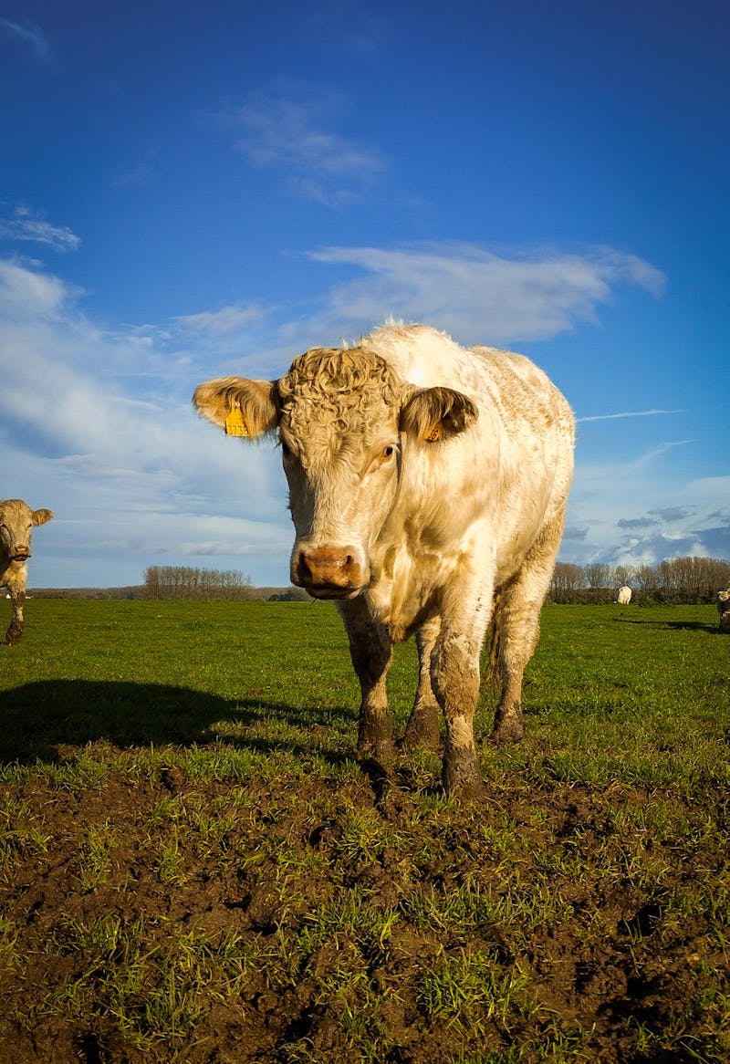 Cow Images Photos, Download The BEST Free Cow Images Stock Photos & HD ...