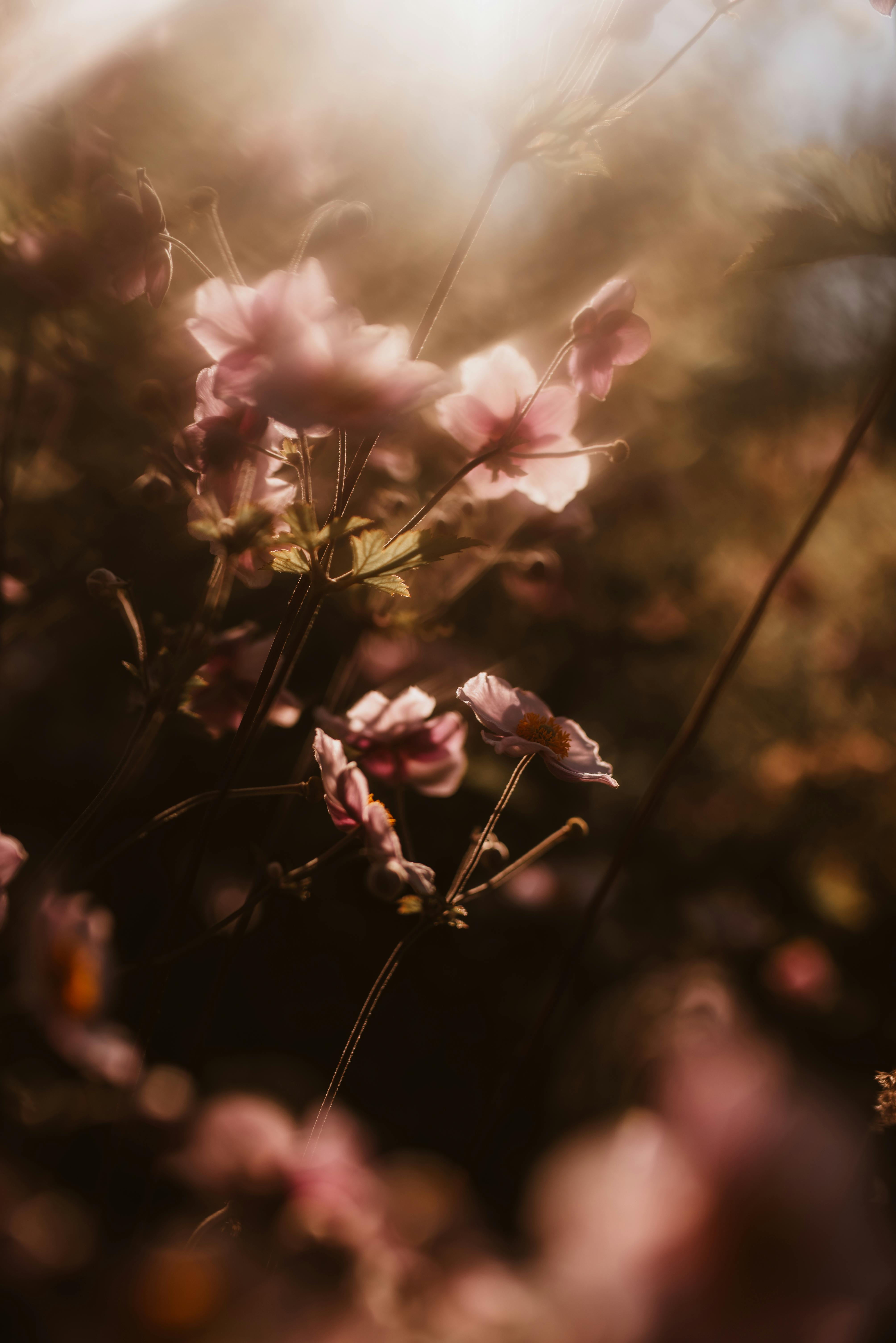 Blurry Pink Flowers in the Meadow in the Morning Sun · Free Stock Photo