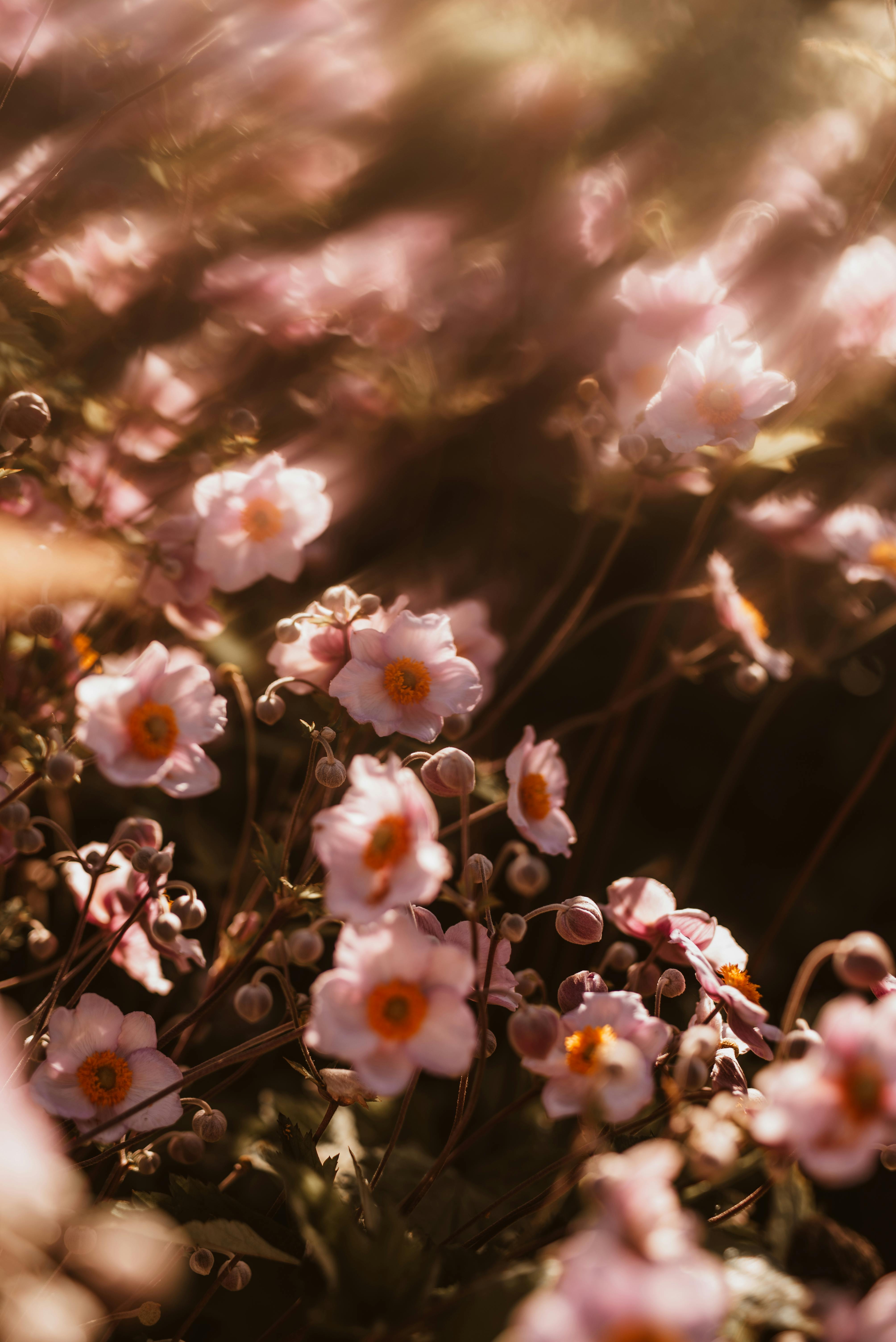 Flowers Pink Photos, Download The BEST Free Flowers Pink Stock Photos ...