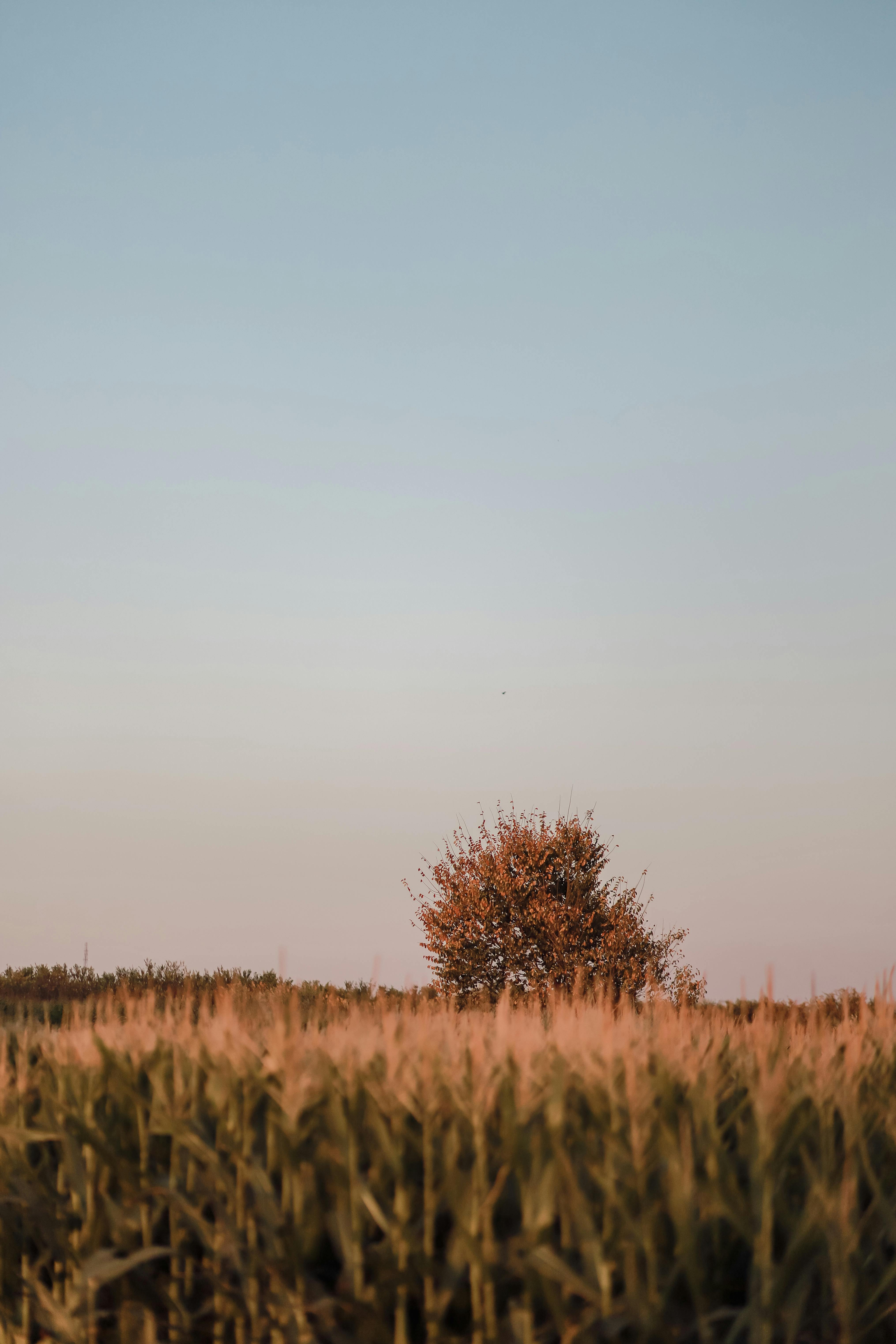 Tree on Corn Field · Free Stock Photo