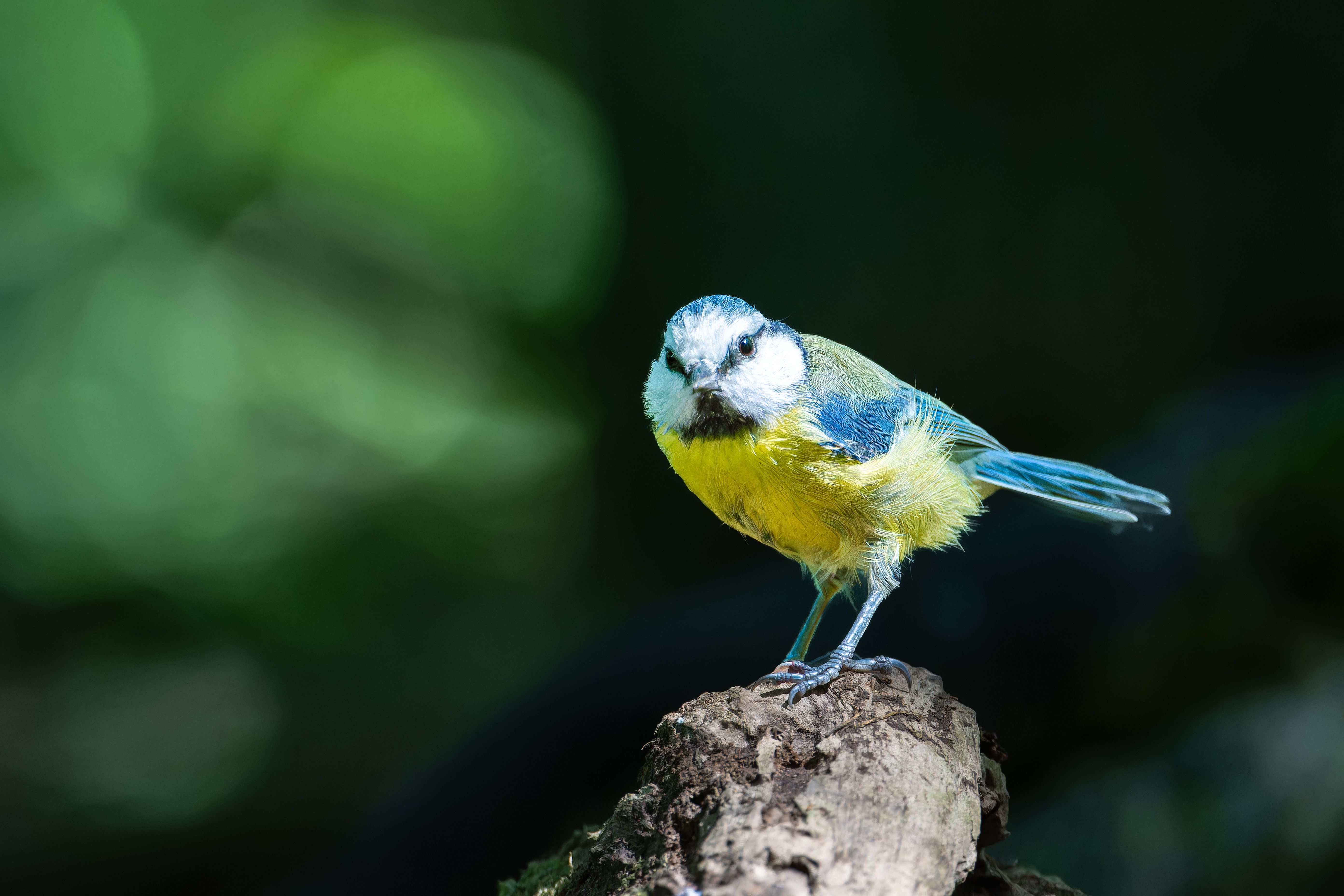 Photograph of a Eurasian Blue Tit on Green Leaves · Free Stock Photo
