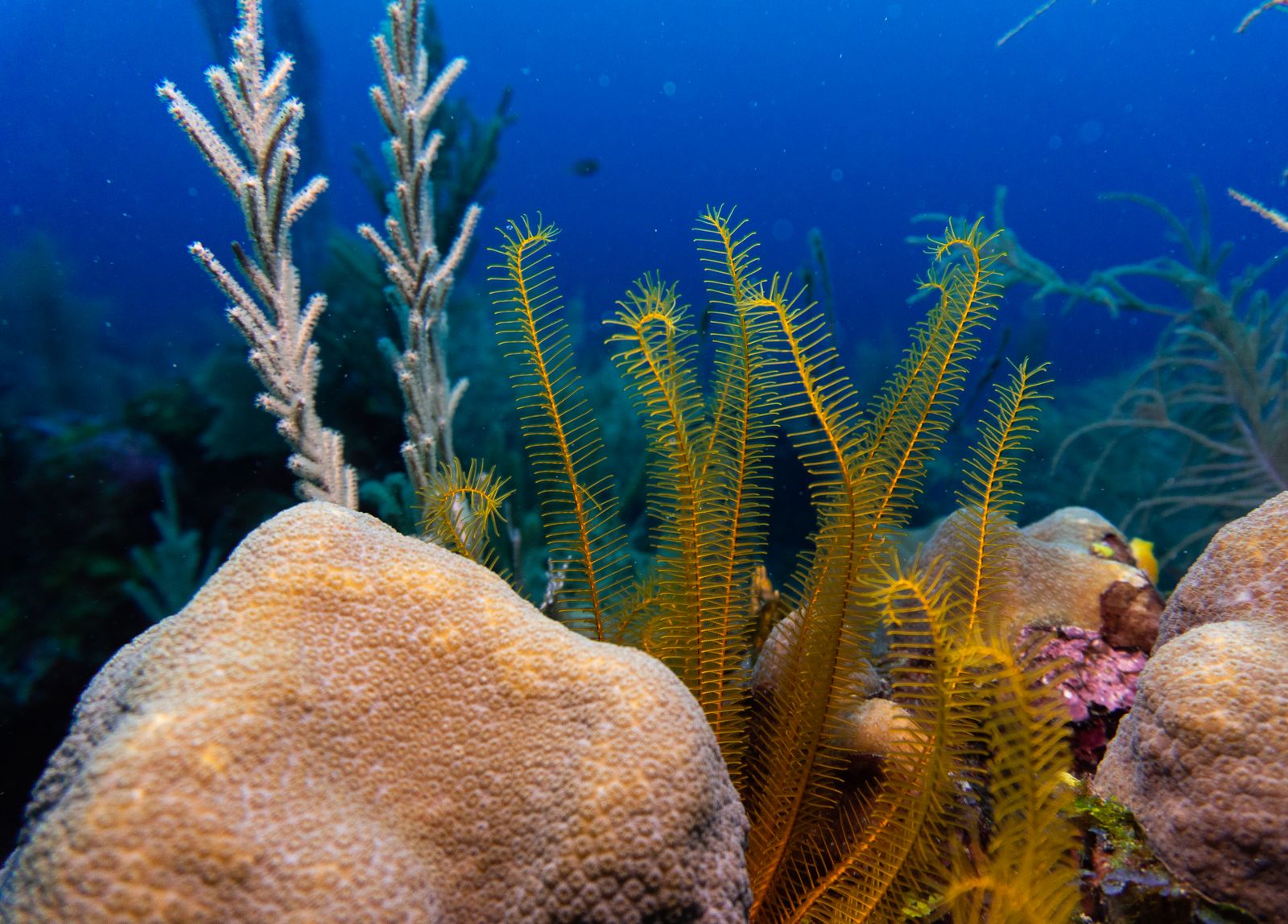 Underwater Plants Photos, Download The BEST Free Underwater Plants ...