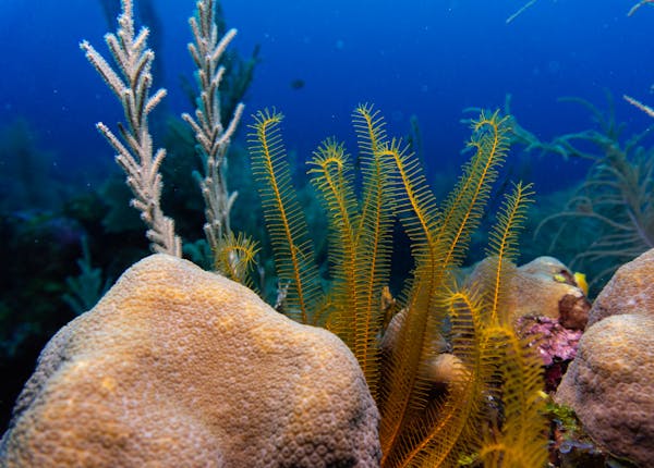 Seabed Plants Photos, Download The BEST Free Seabed Plants Stock Photos ...