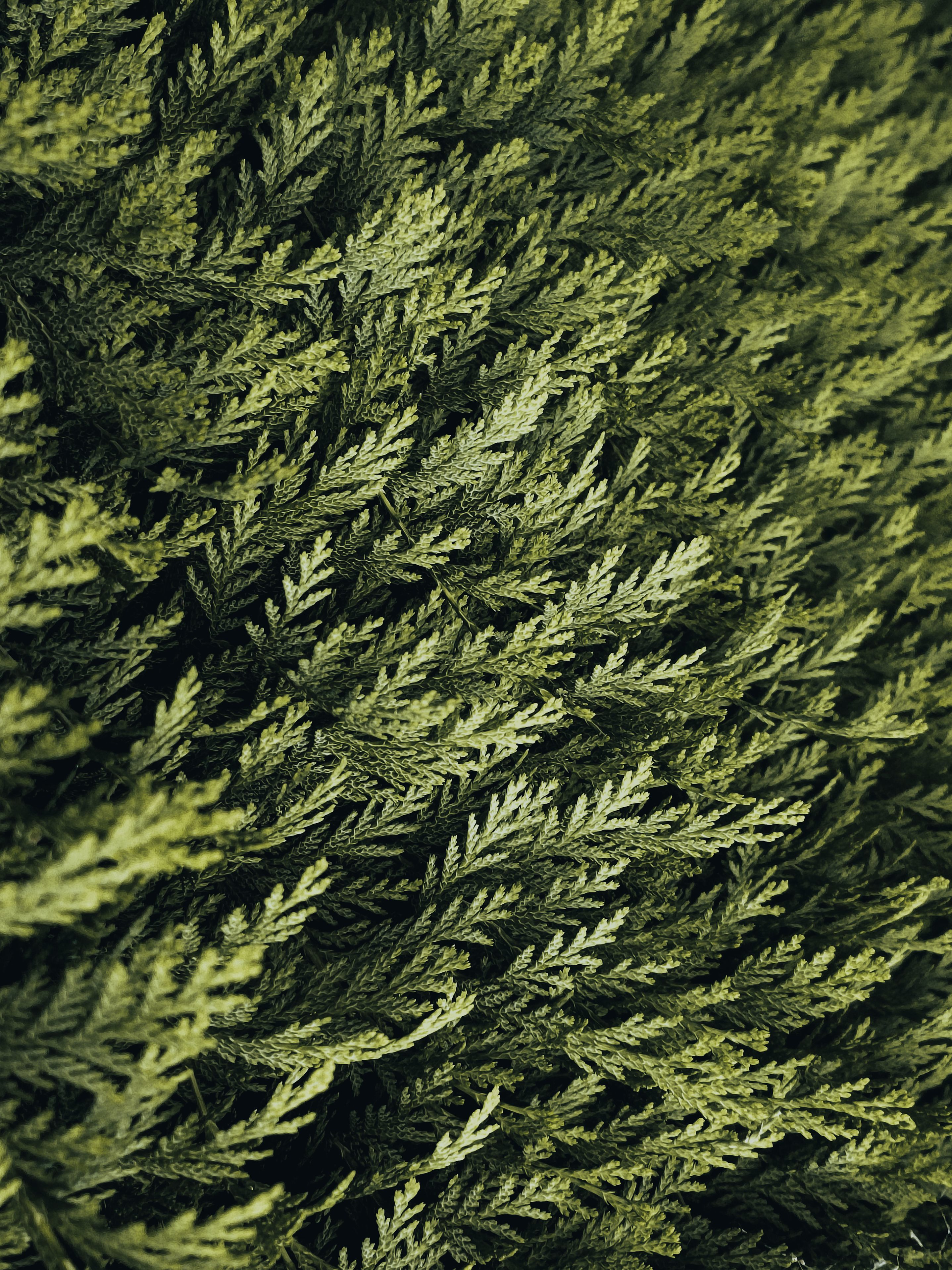Green Conifer Branches · Free Stock Photo
