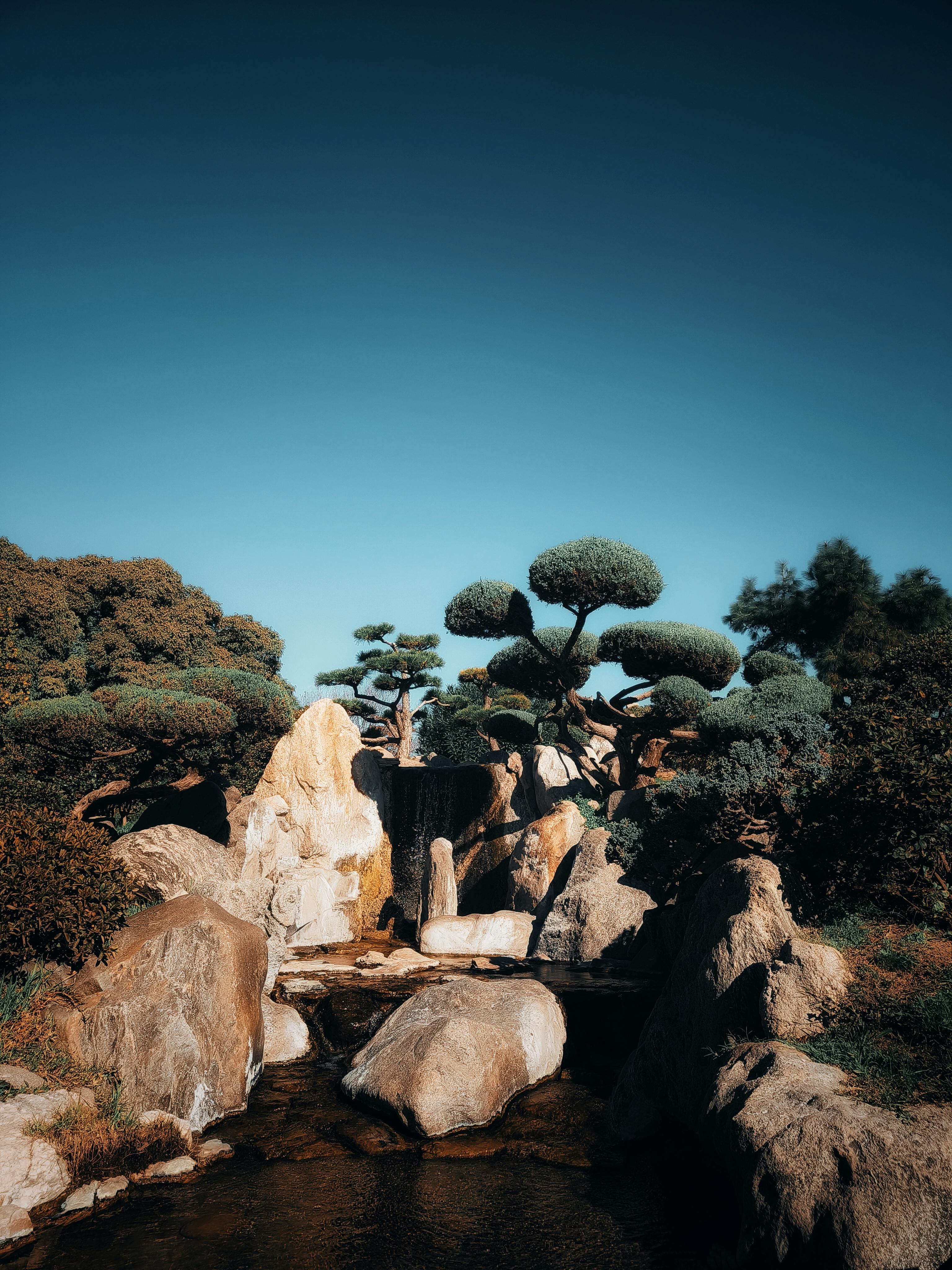 Slanting Bonsai Photos, Download The BEST Free Slanting Bonsai Stock ...