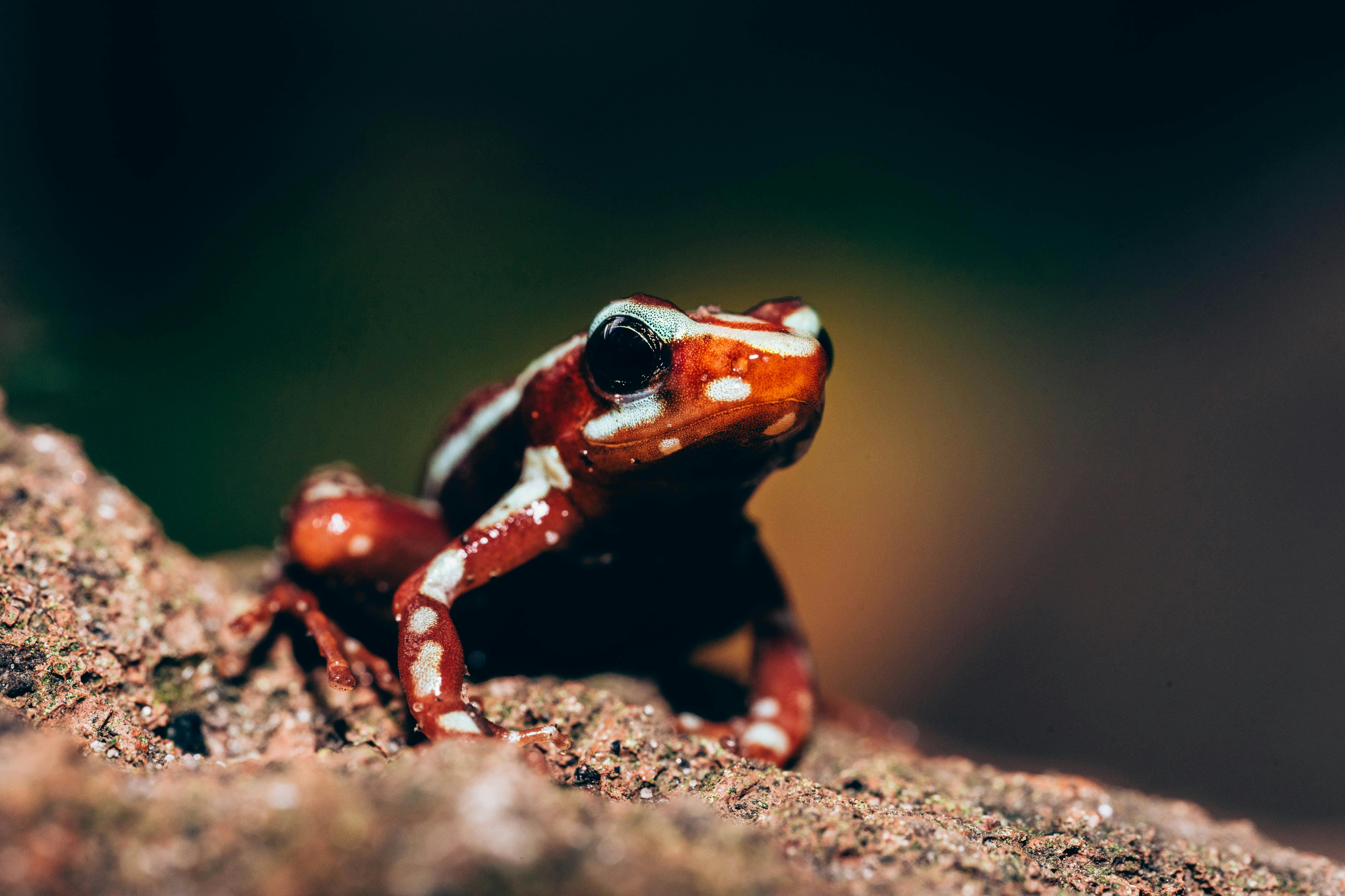 Close up of a Frog · Free Stock Photo