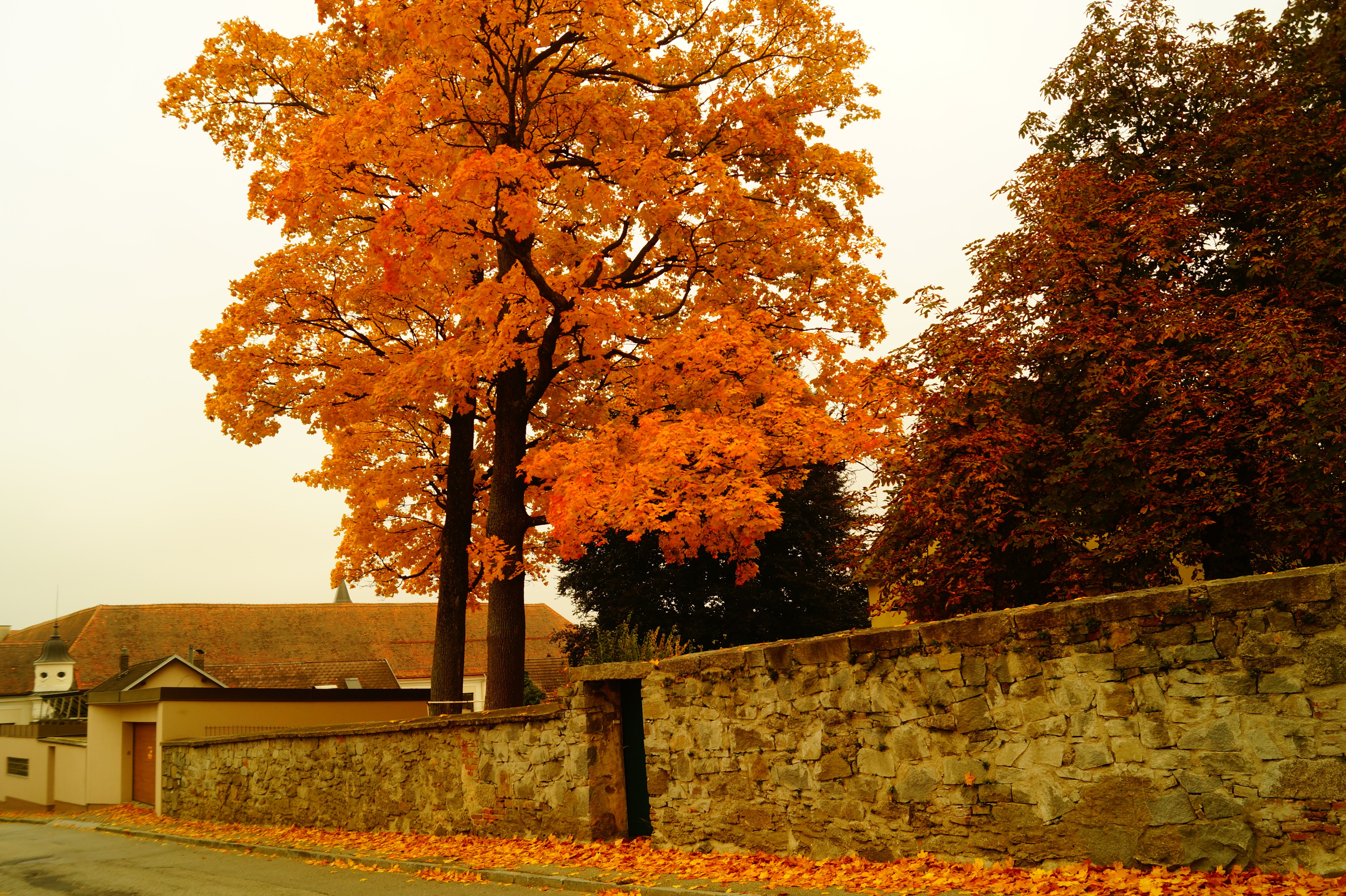 Colorful Trees in Village in Autumn · Free Stock Photo