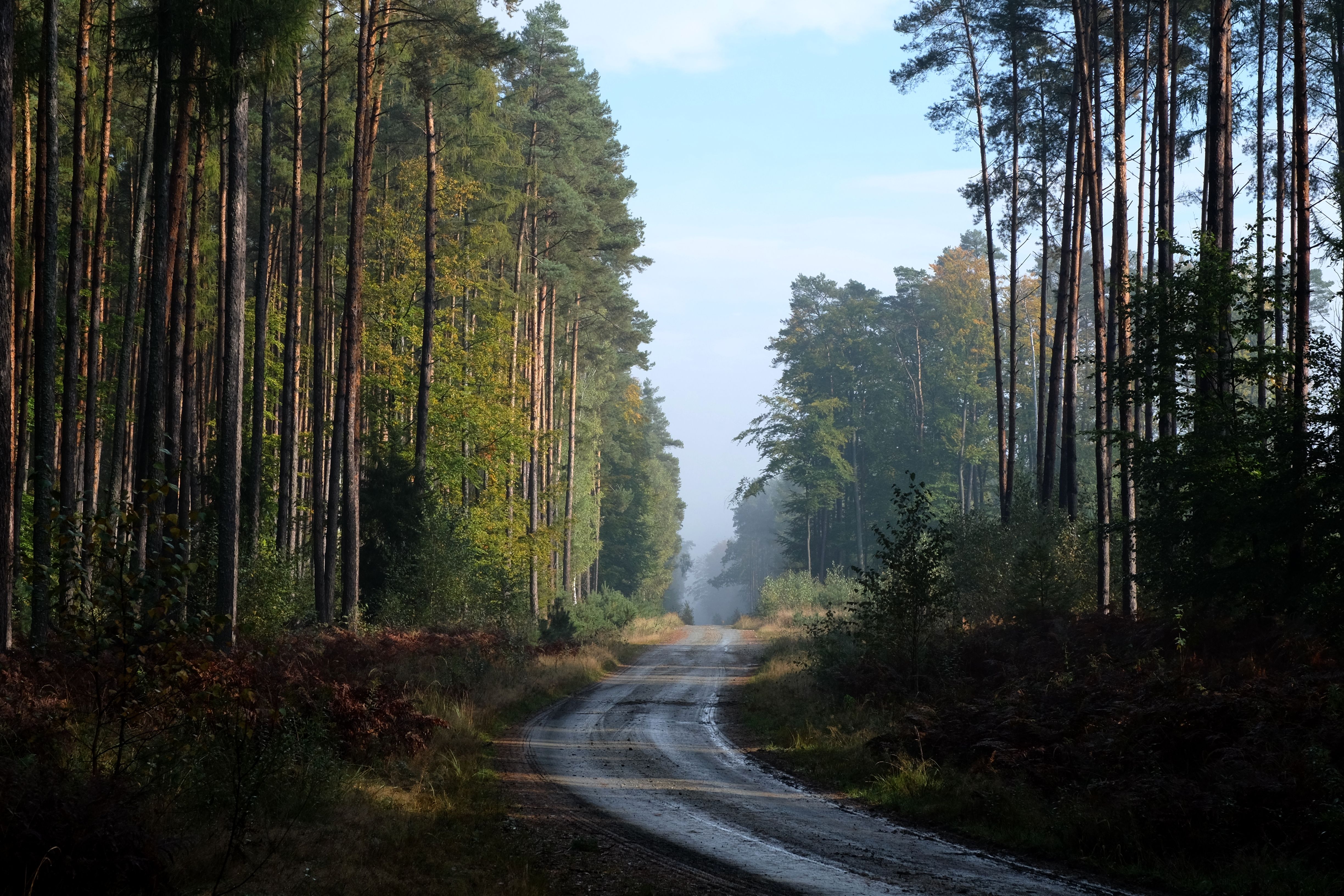A road in the middle of a forest with tall trees · Free Stock Photo