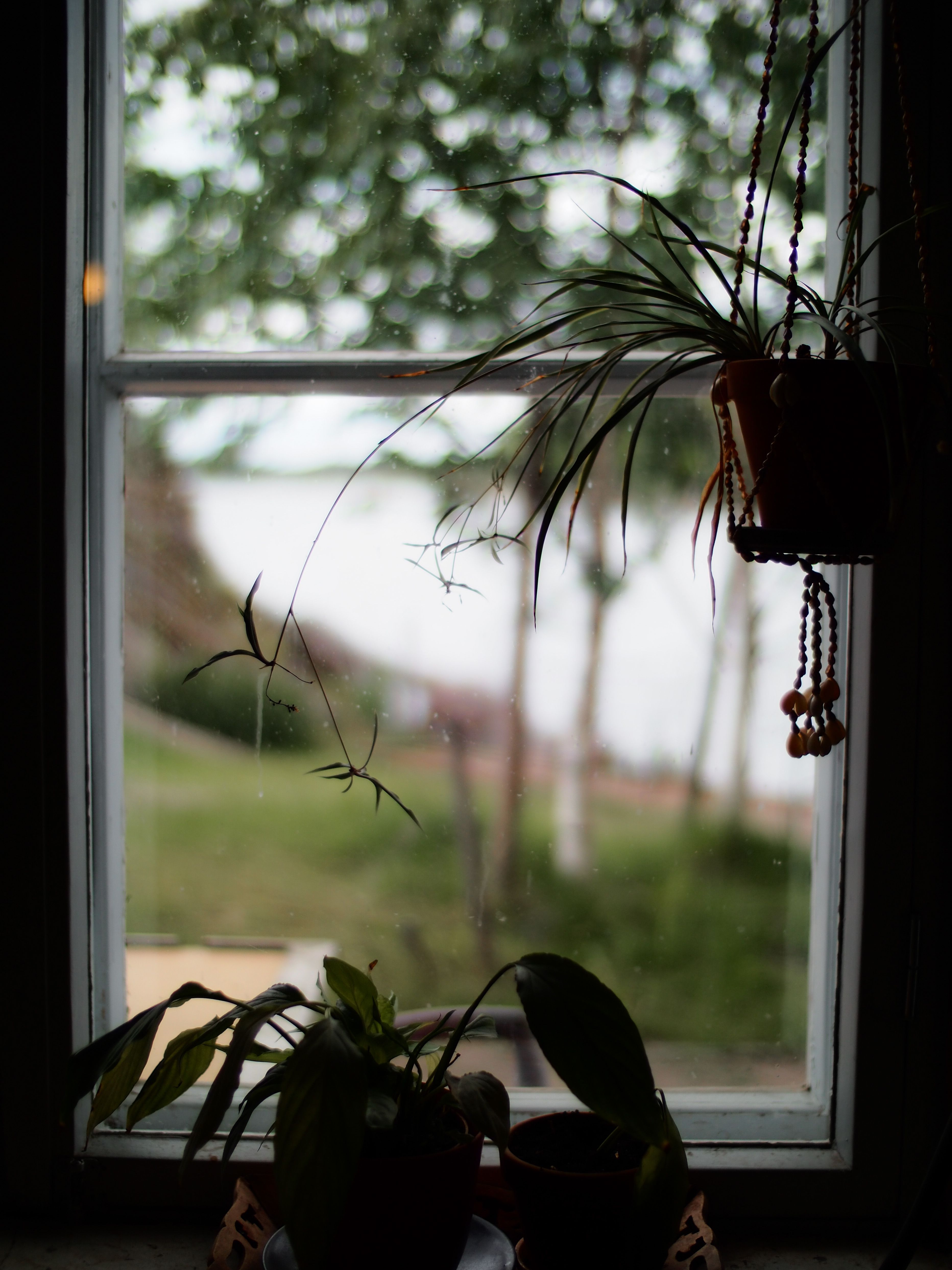 Plants around Windows · Free Stock Photo