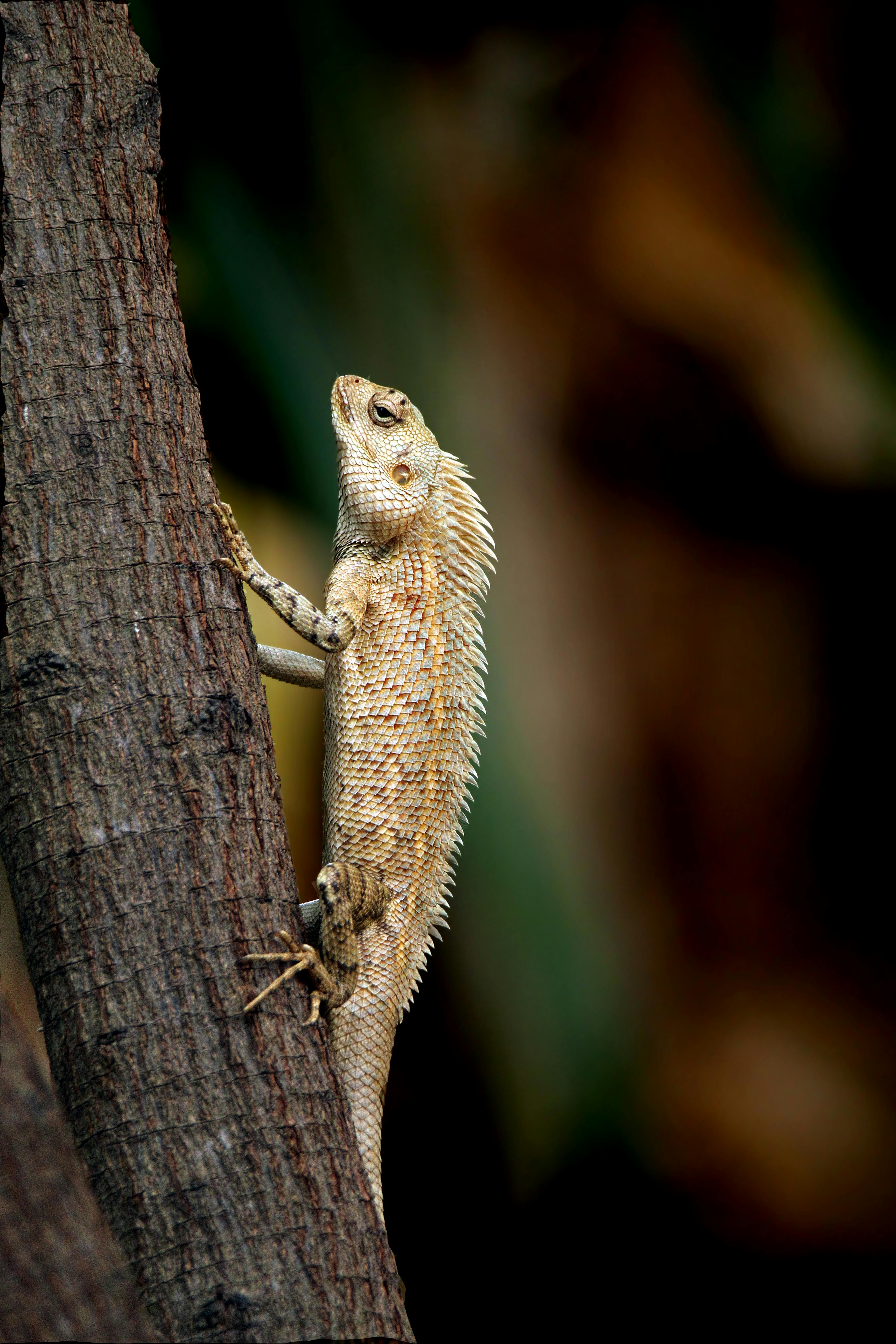 Smiley Lizard Photos, Download The BEST Free Smiley Lizard Stock Photos ...