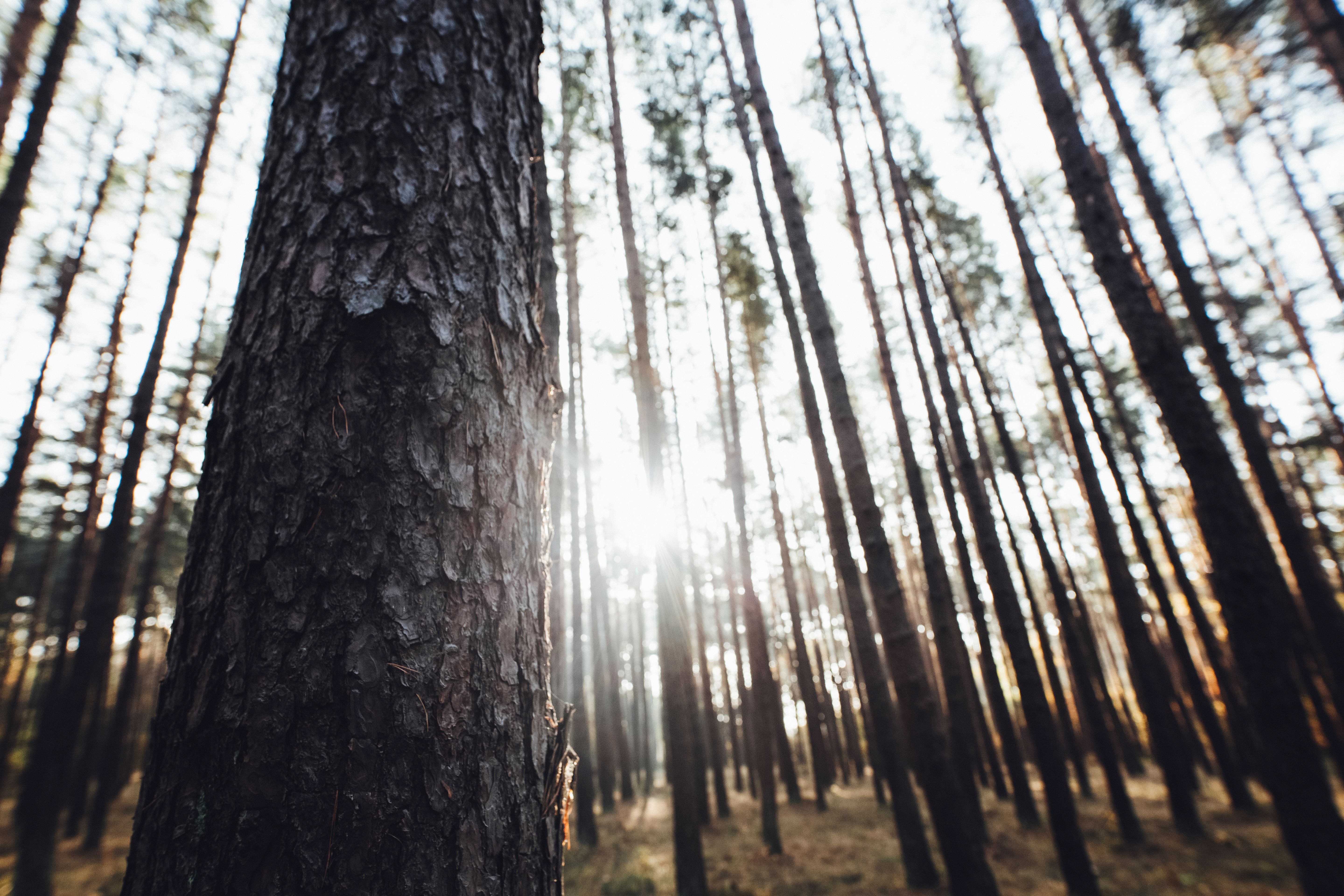 Brown Tree · Free Stock Photo