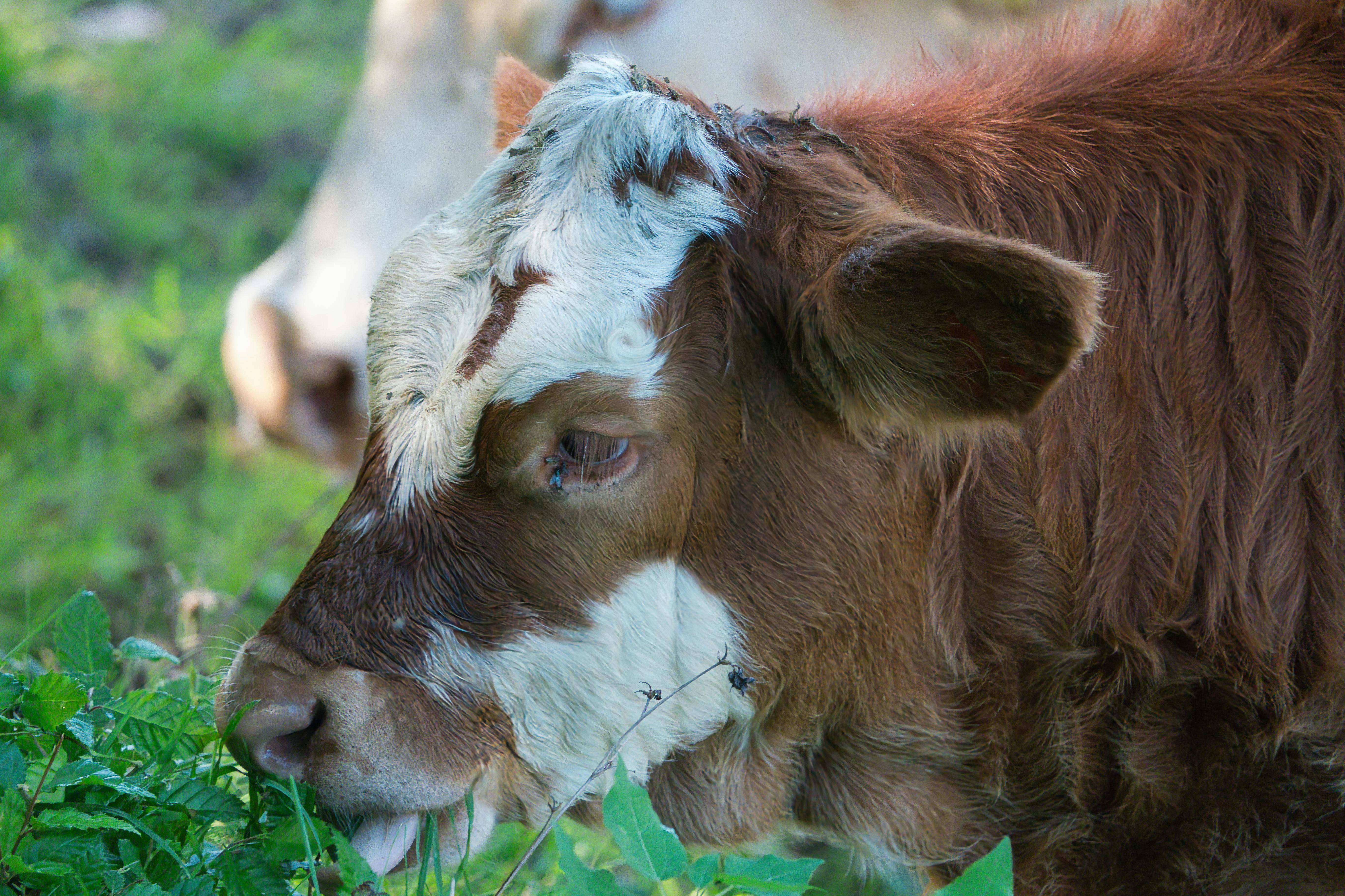 Bad Head Photos, Download The BEST Free Bad Head Stock Photos & HD Images