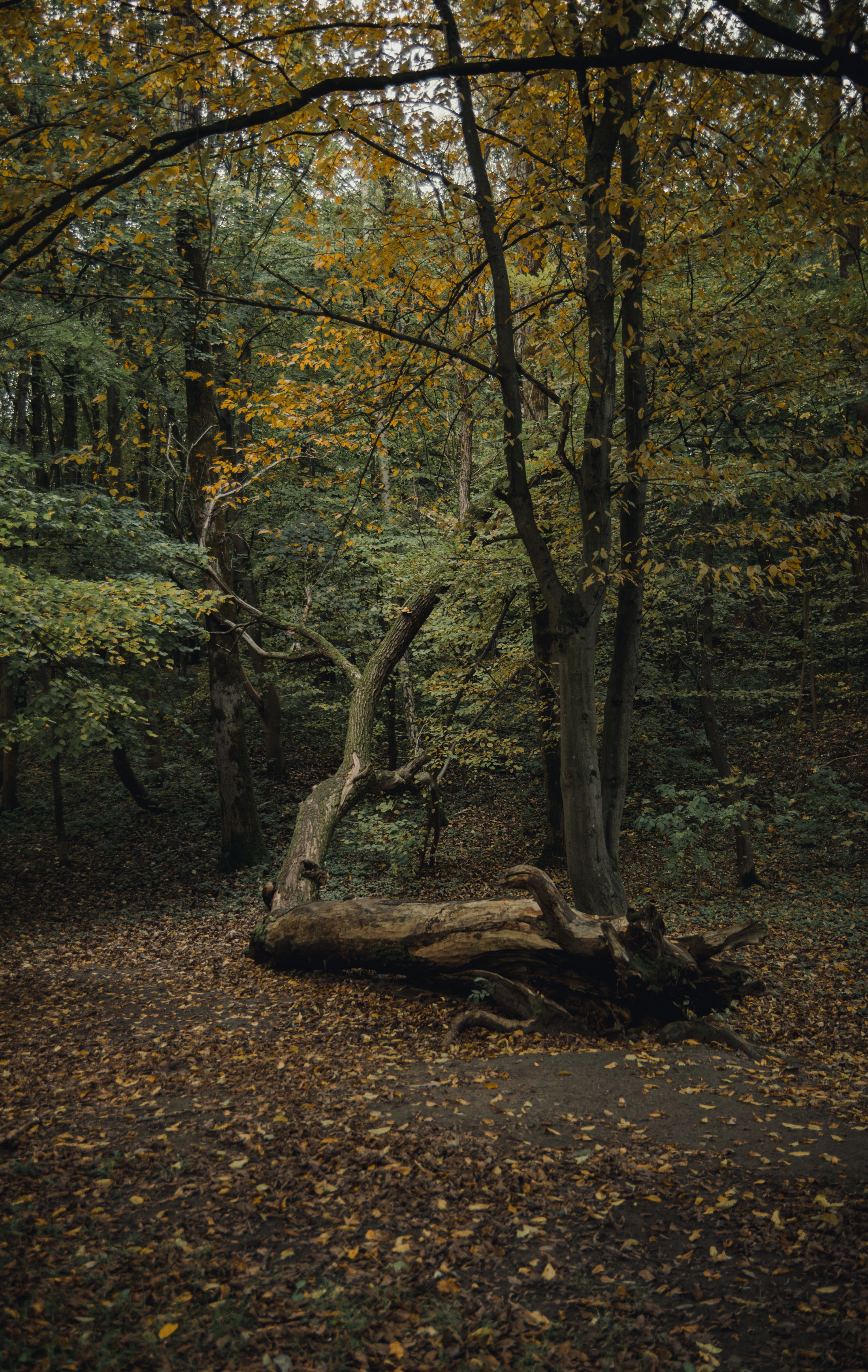 Old Fallen Tree Trunks in a Forest · Free Stock Photo