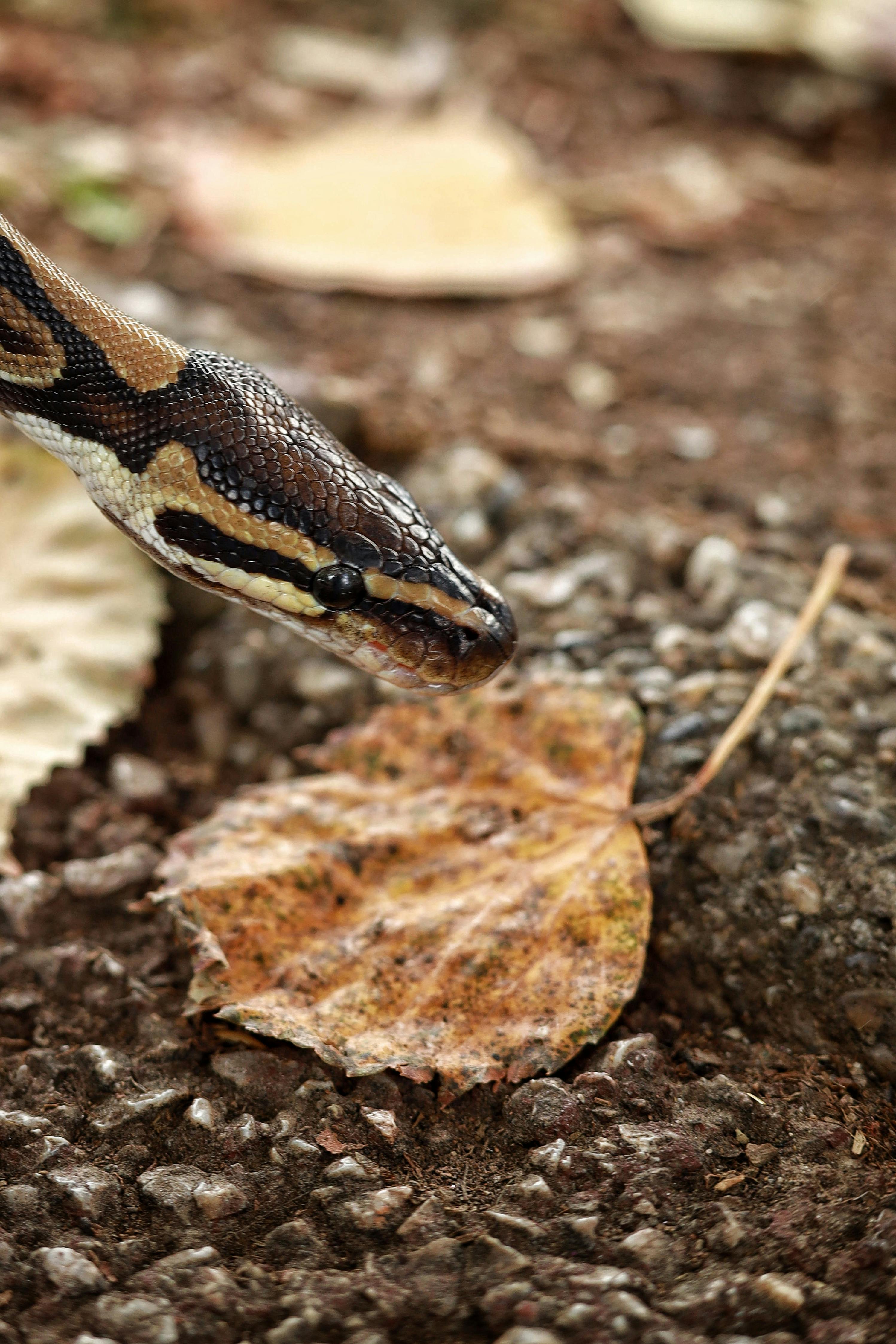 Close up of Snake Head · Free Stock Photo