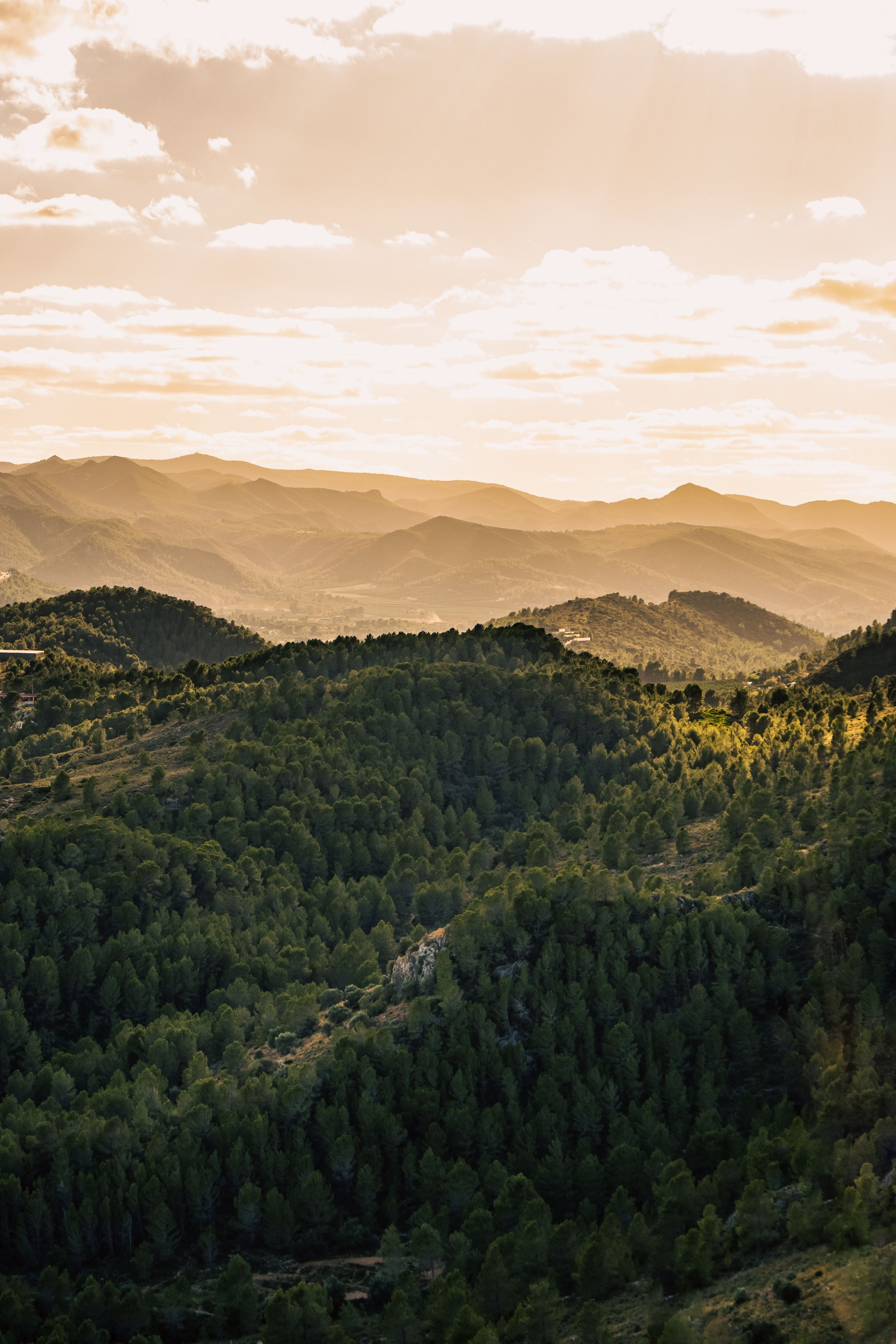 Forest on Hills at Sunset · Free Stock Photo