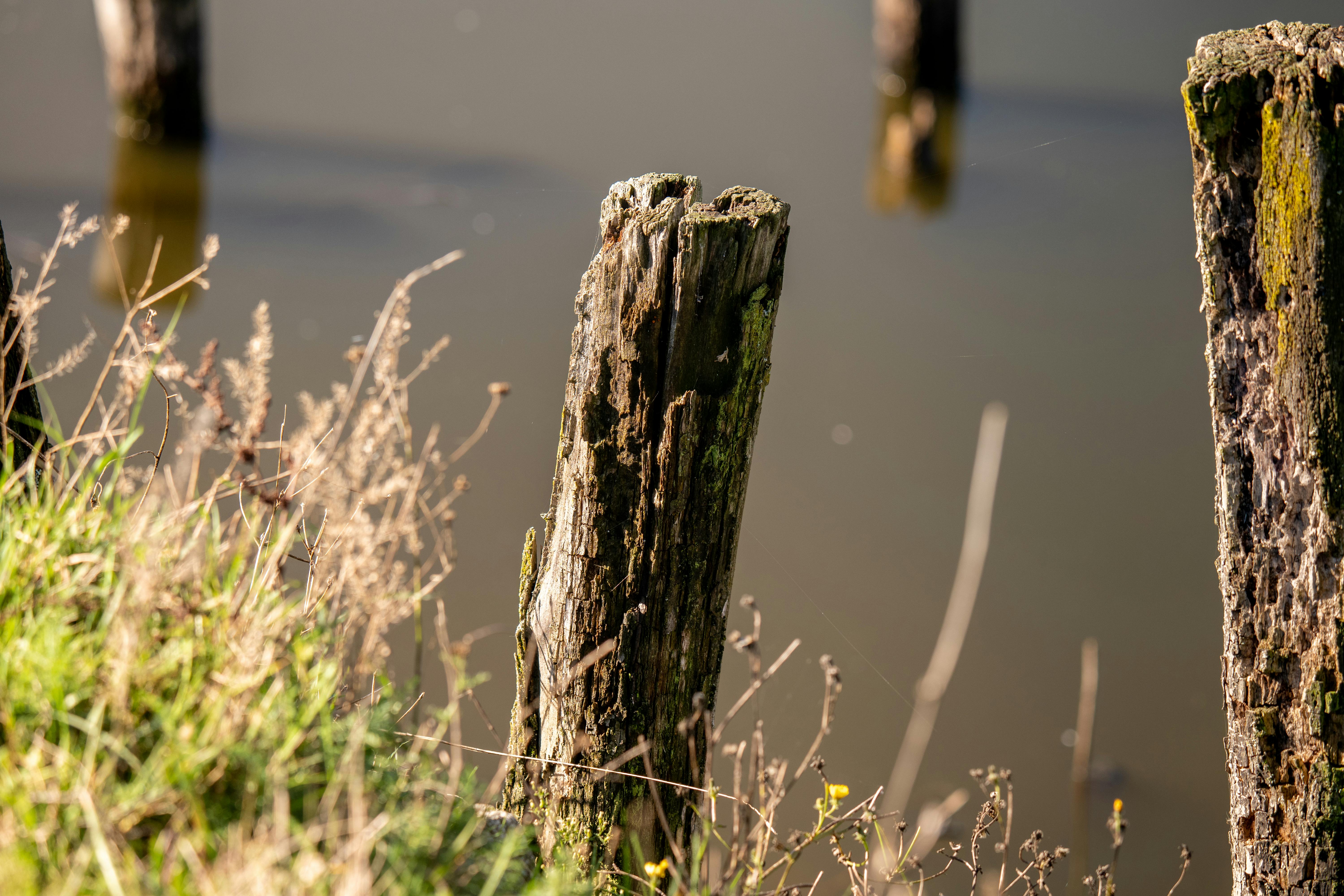 Post Sticks Photos, Download The BEST Free Post Sticks Stock Photos ...