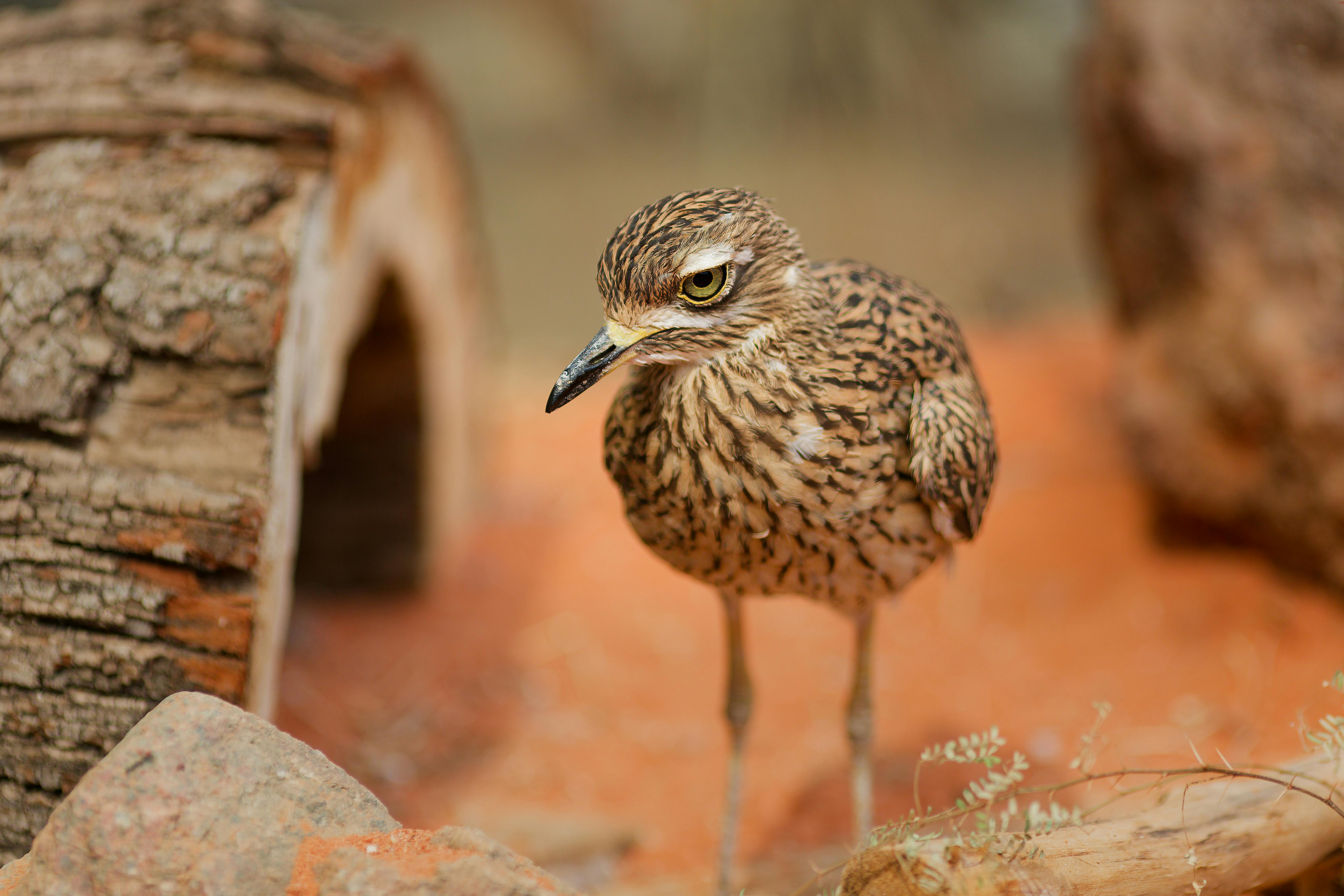 Close up of Spotted Thick-knee Bird · Free Stock Photo