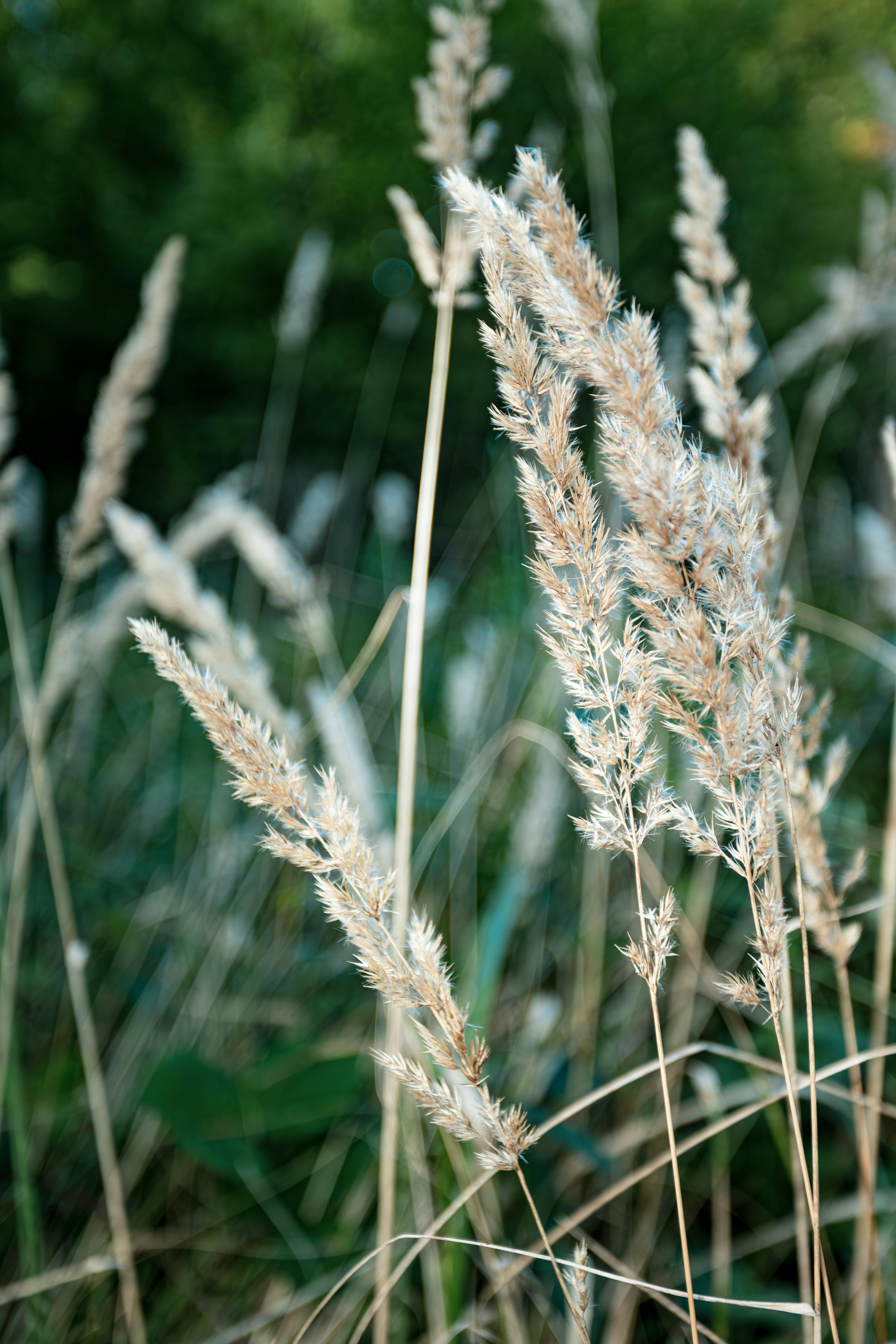 Thin Grasses in Nature · Free Stock Photo