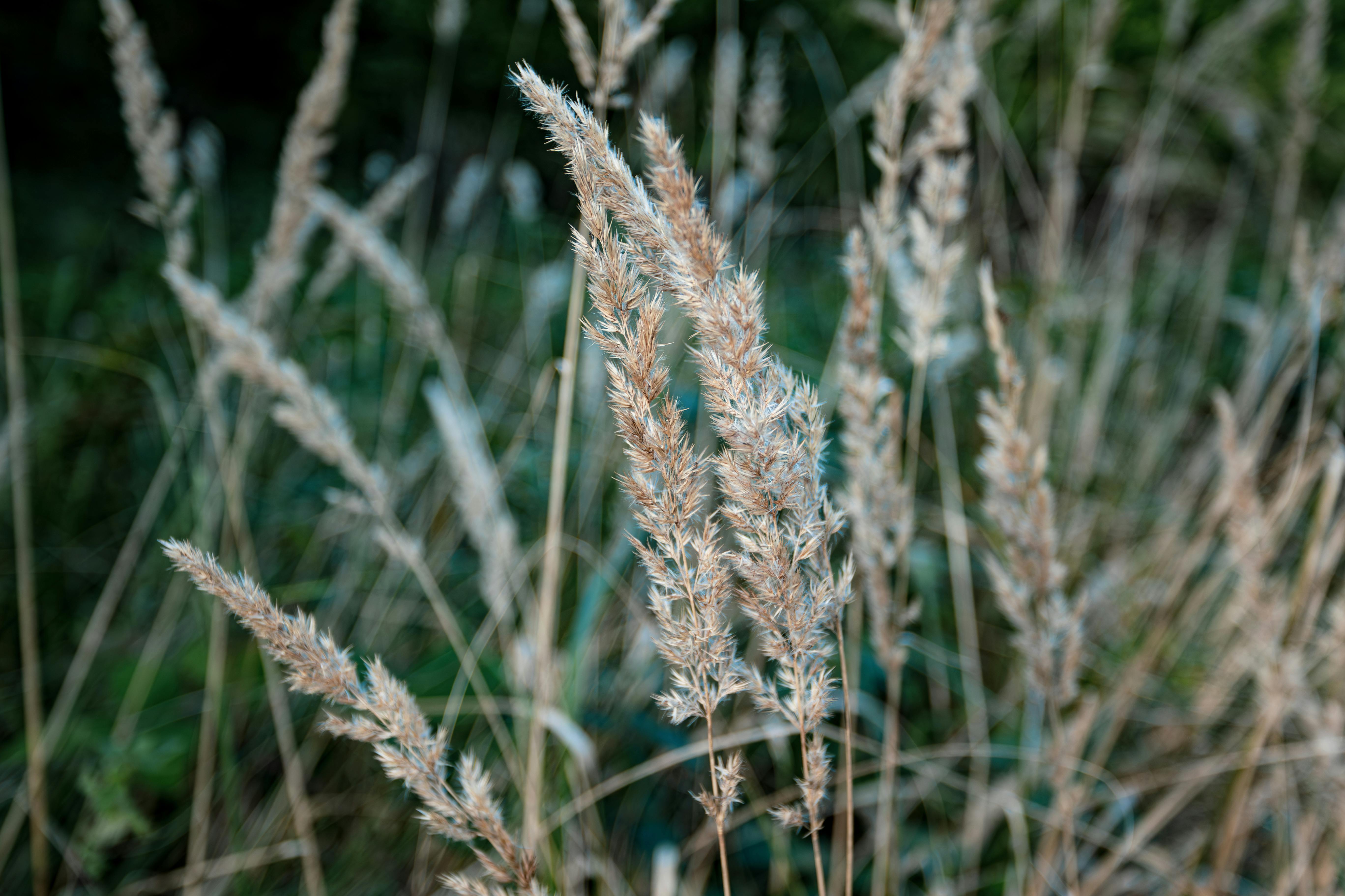 Thin Grasses in Nature · Free Stock Photo