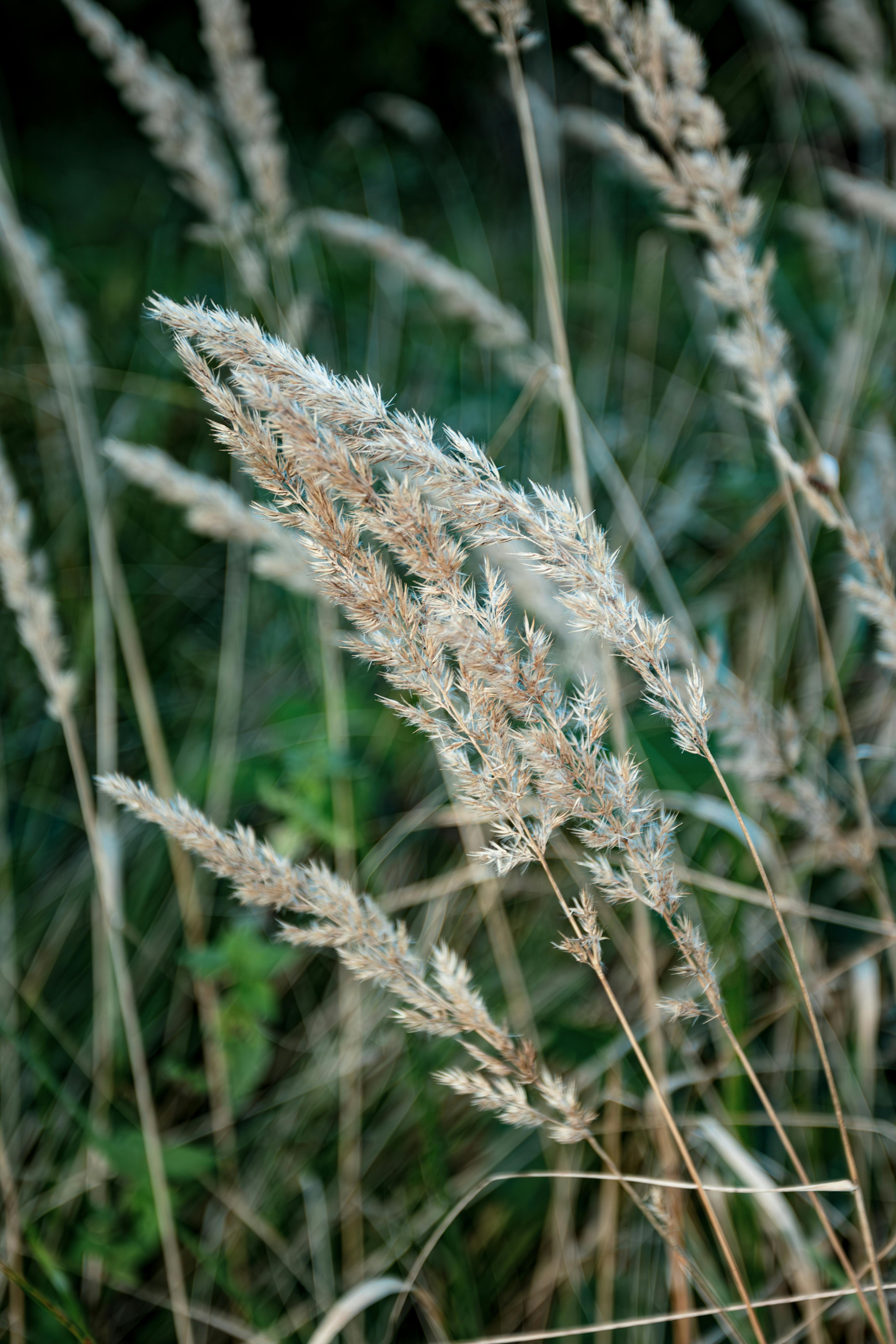 Thin Grasses in Nature · Free Stock Photo
