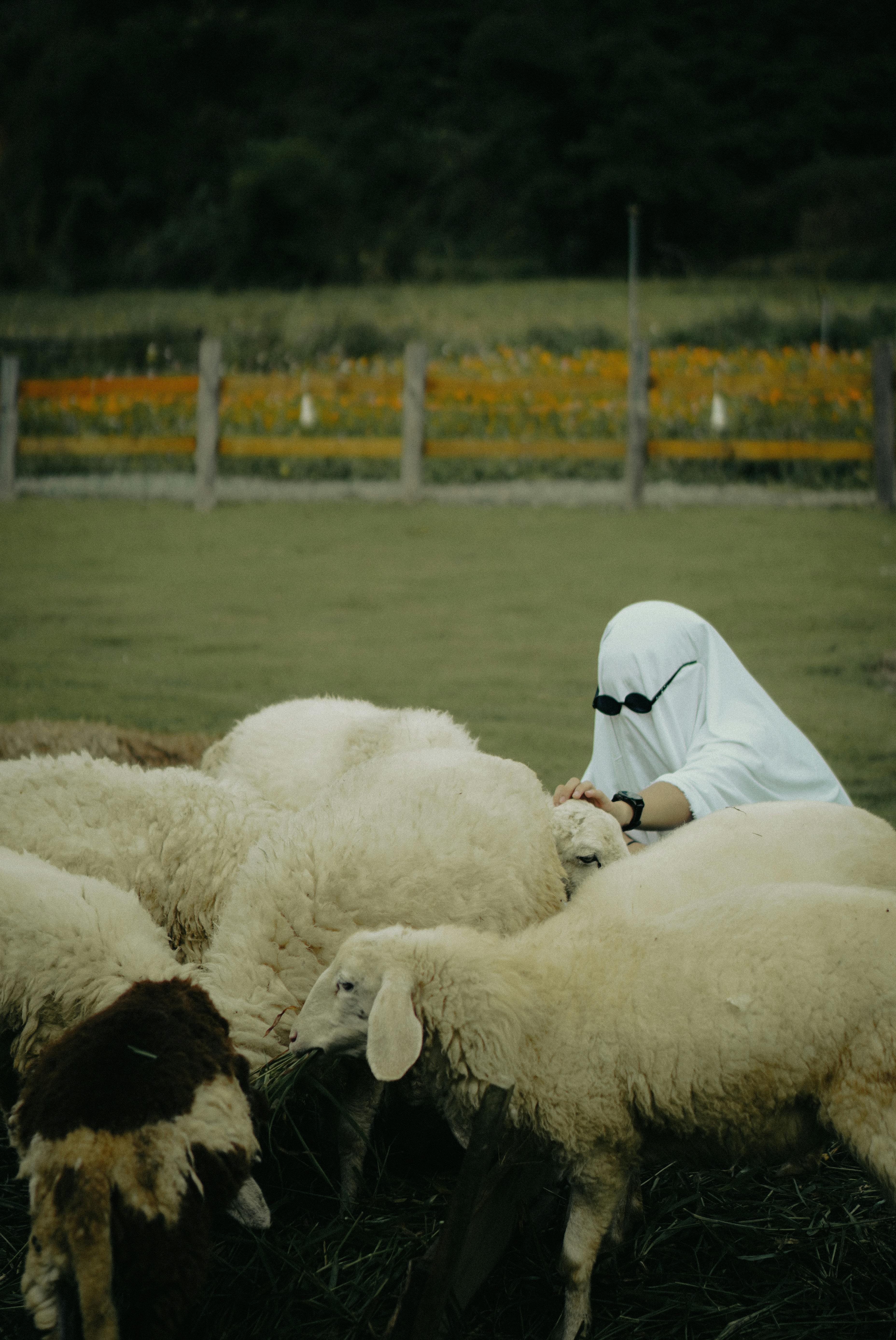 Ghost with Flock of Sheep · Free Stock Photo