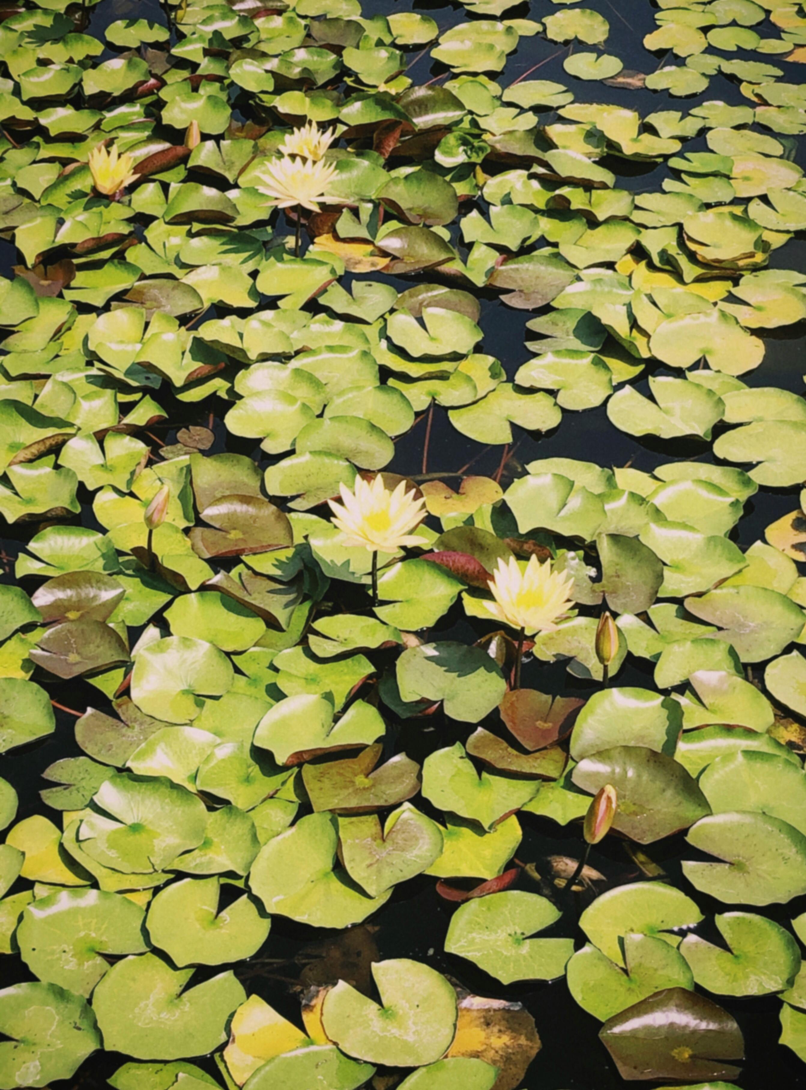 Golden Lotus Mural · Free Stock Photo