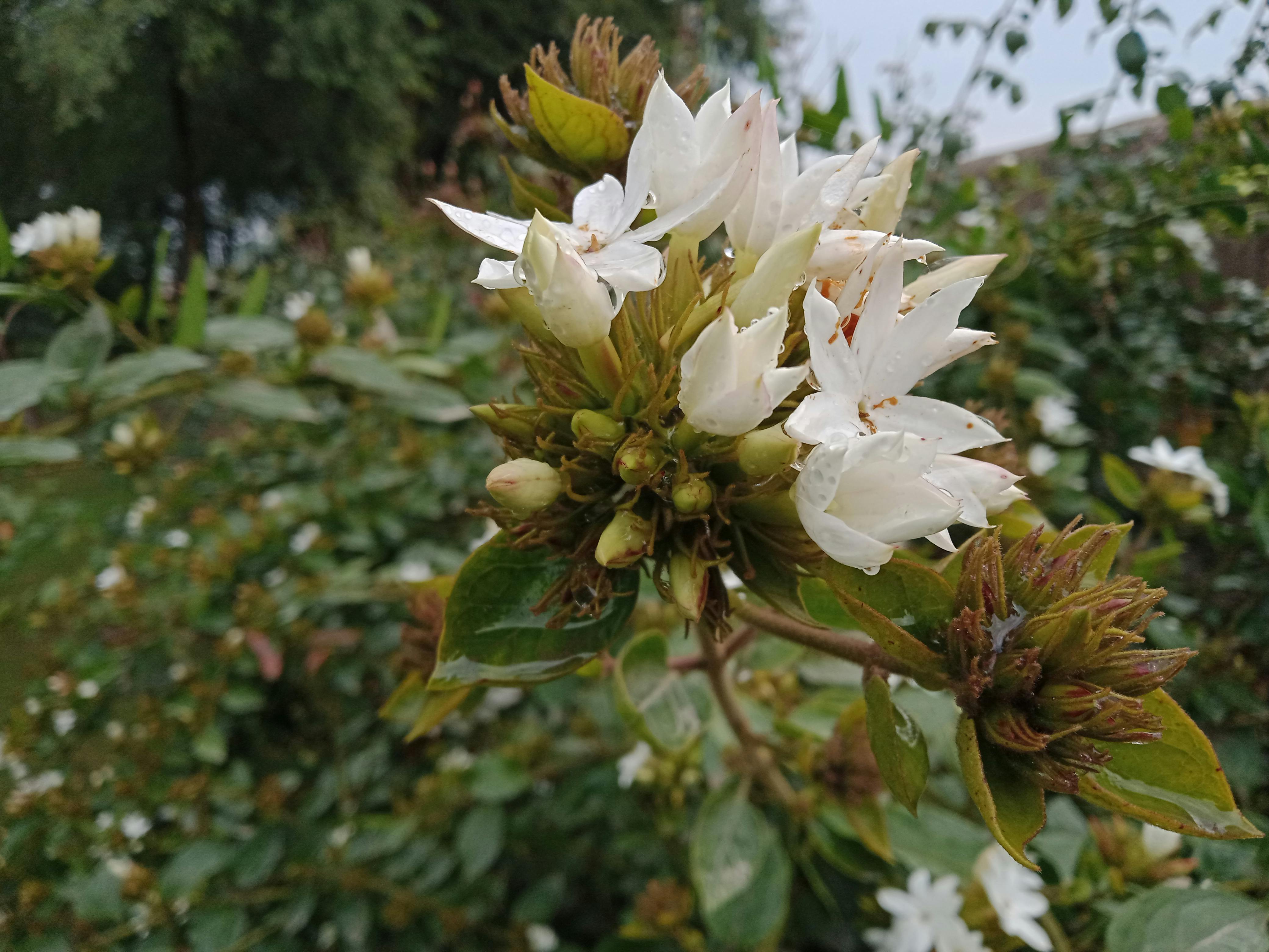 M Israr - Fotografía