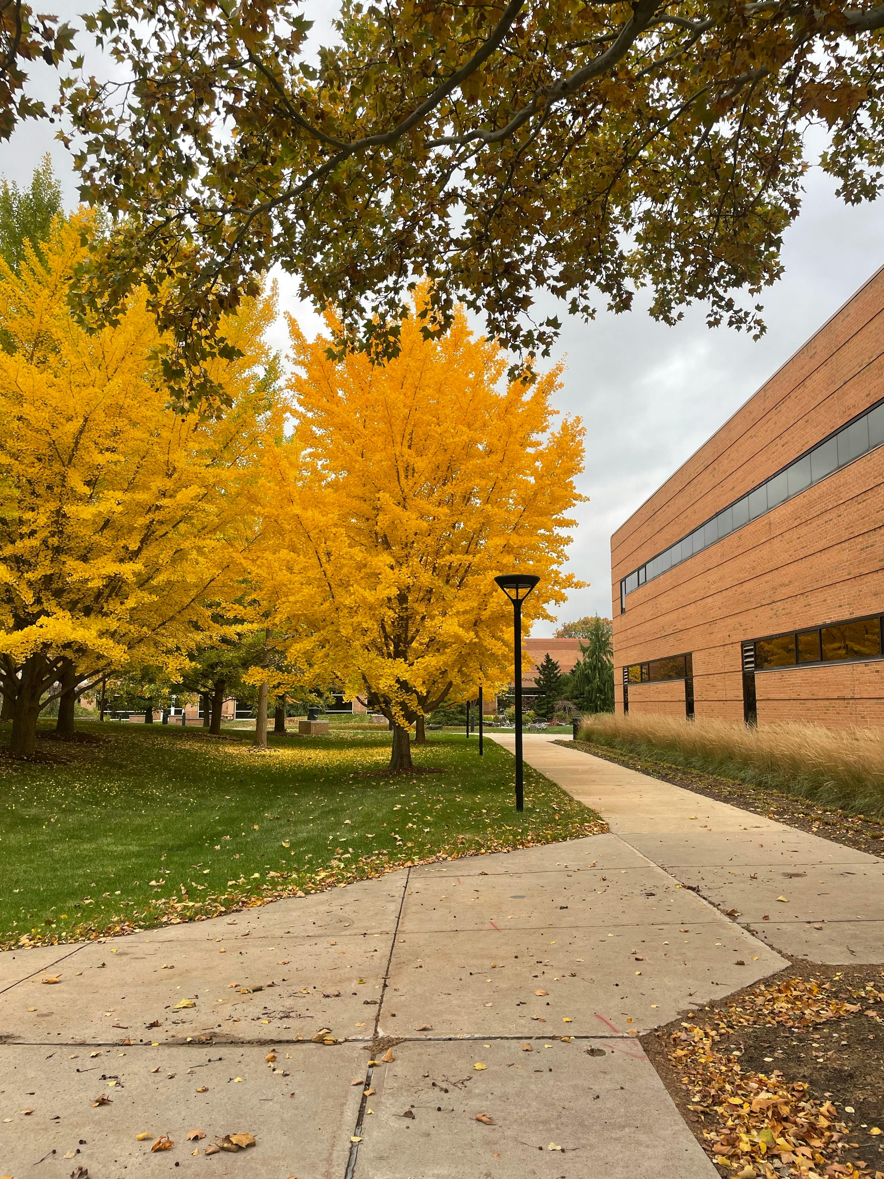 Yellow Trees near Building in Autumn · Free Stock Photo