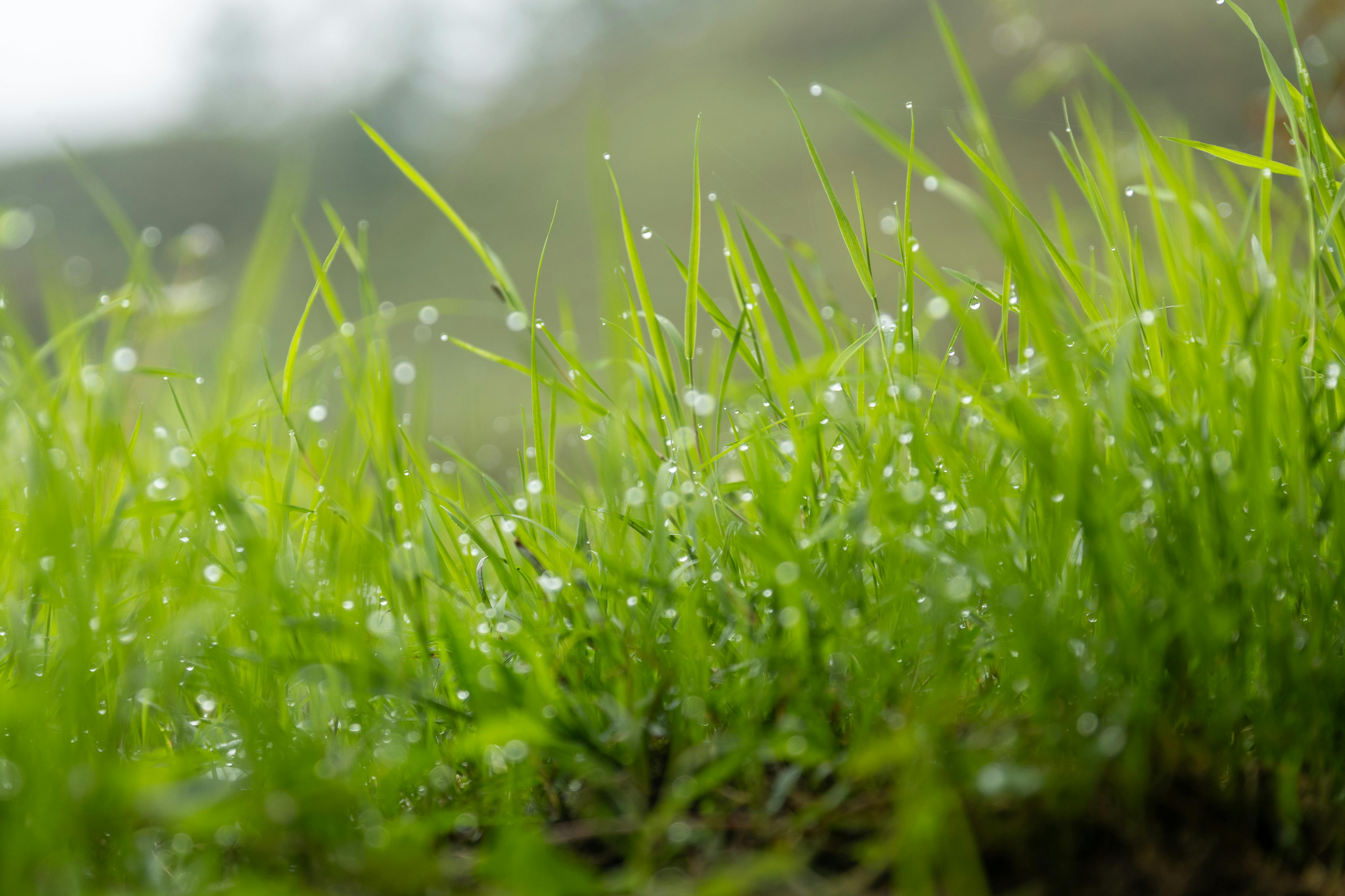 Fresh Green Photos, Download The BEST Free Fresh Green Stock Photos ...