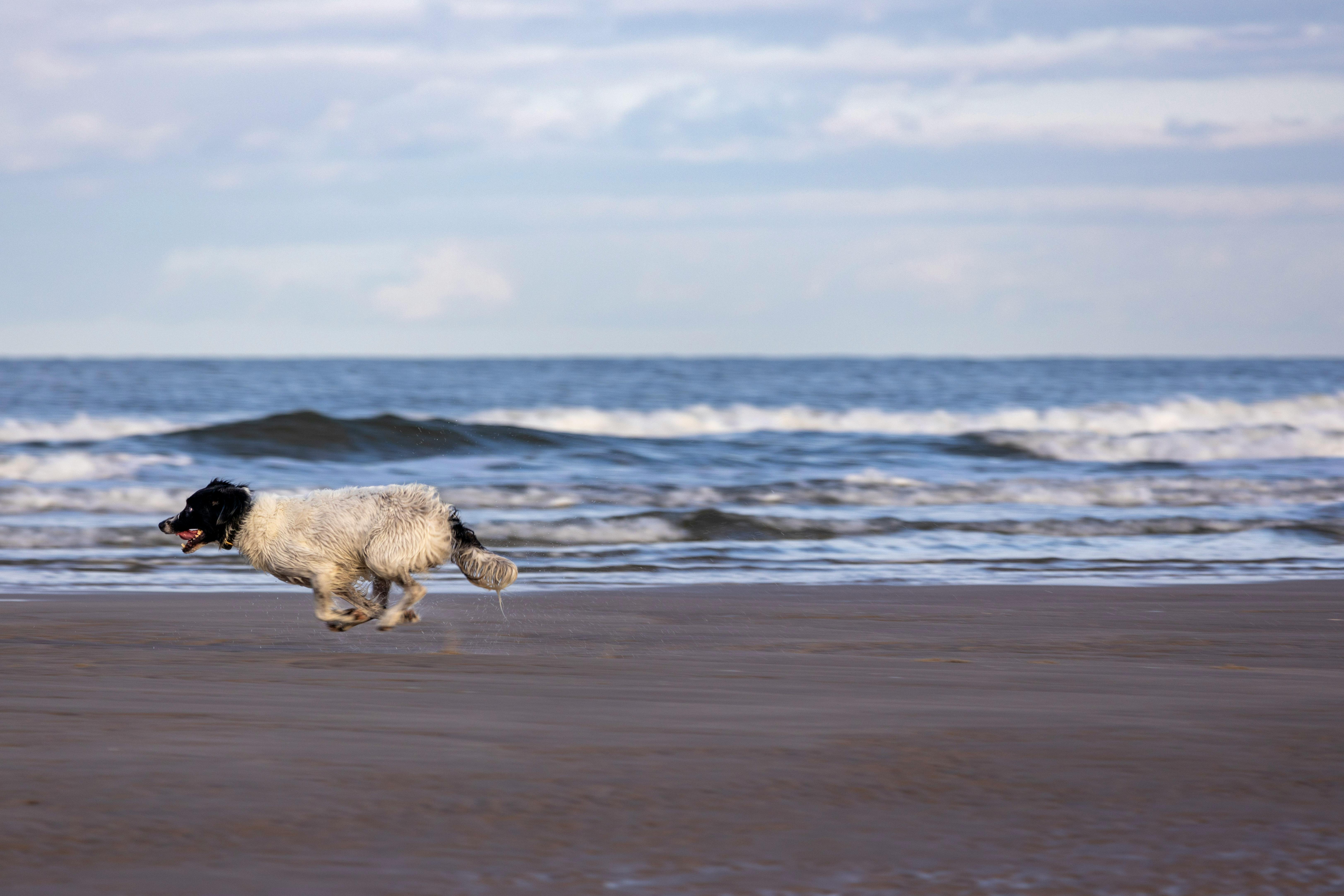 Dog Running on Beach · Free Stock Photo