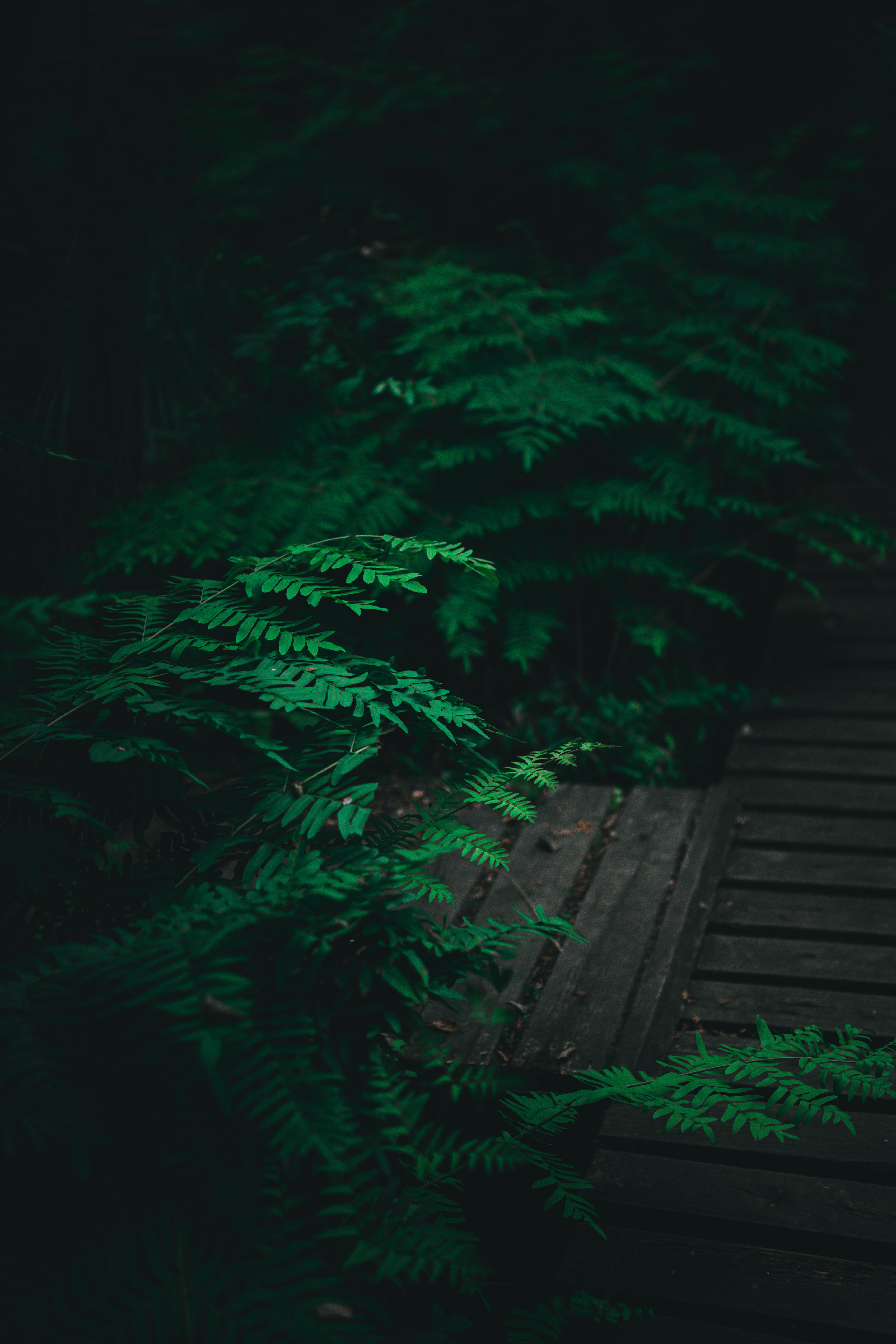 Fern Levels Photos, Download The BEST Free Fern Levels Stock Photos ...