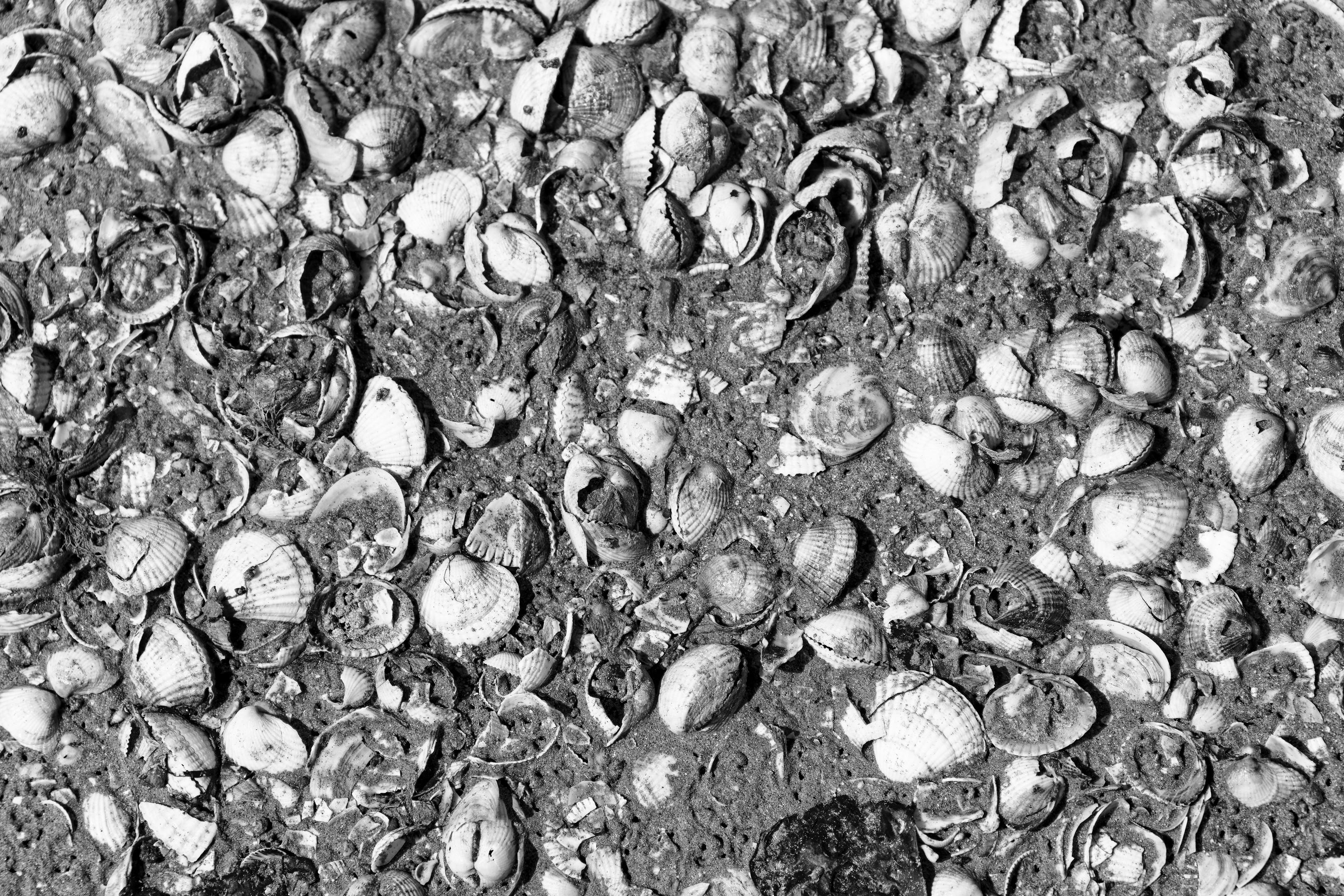 Close-up Photography of White Shells · Free Stock Photo