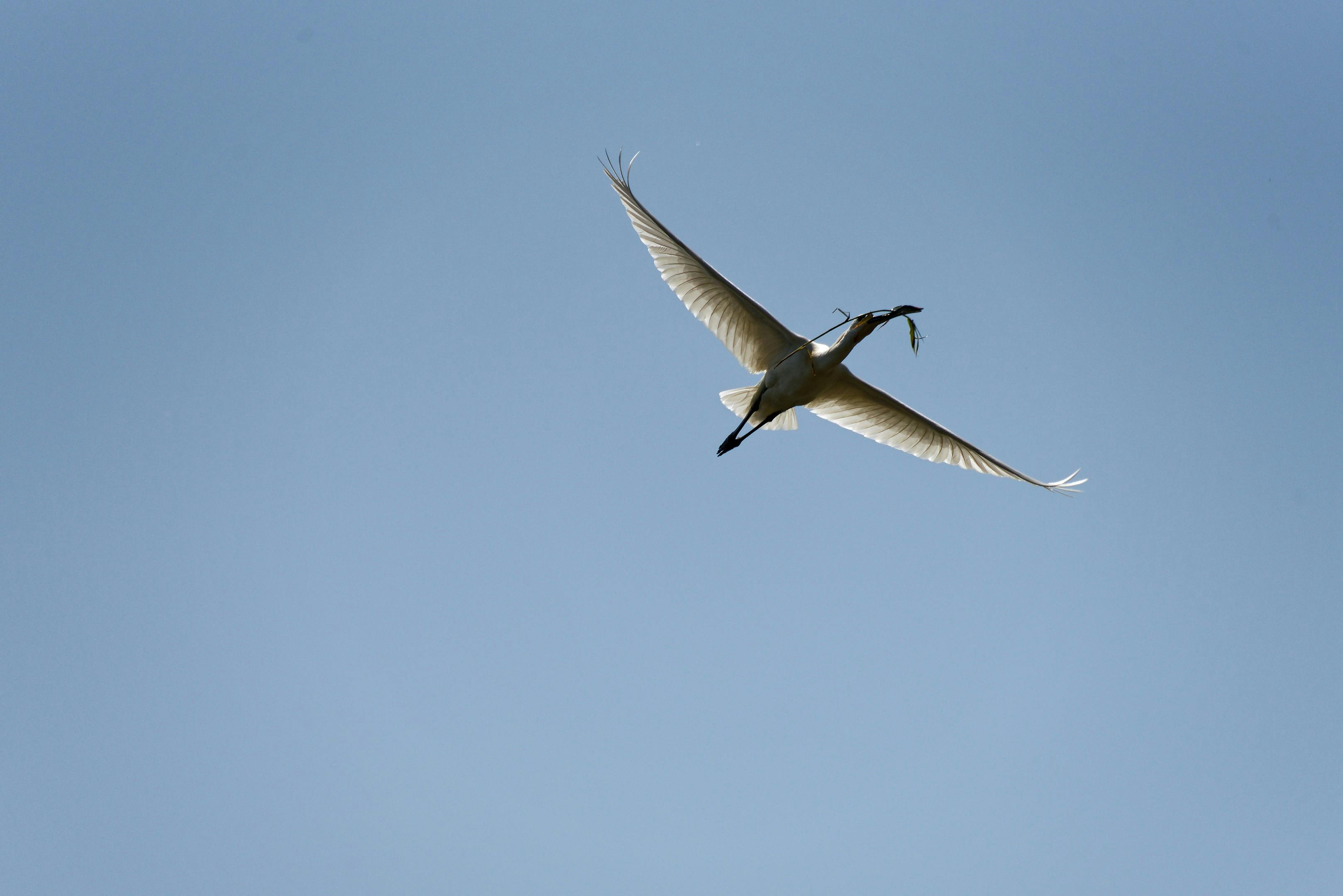 View of a Flying Bat · Free Stock Photo
