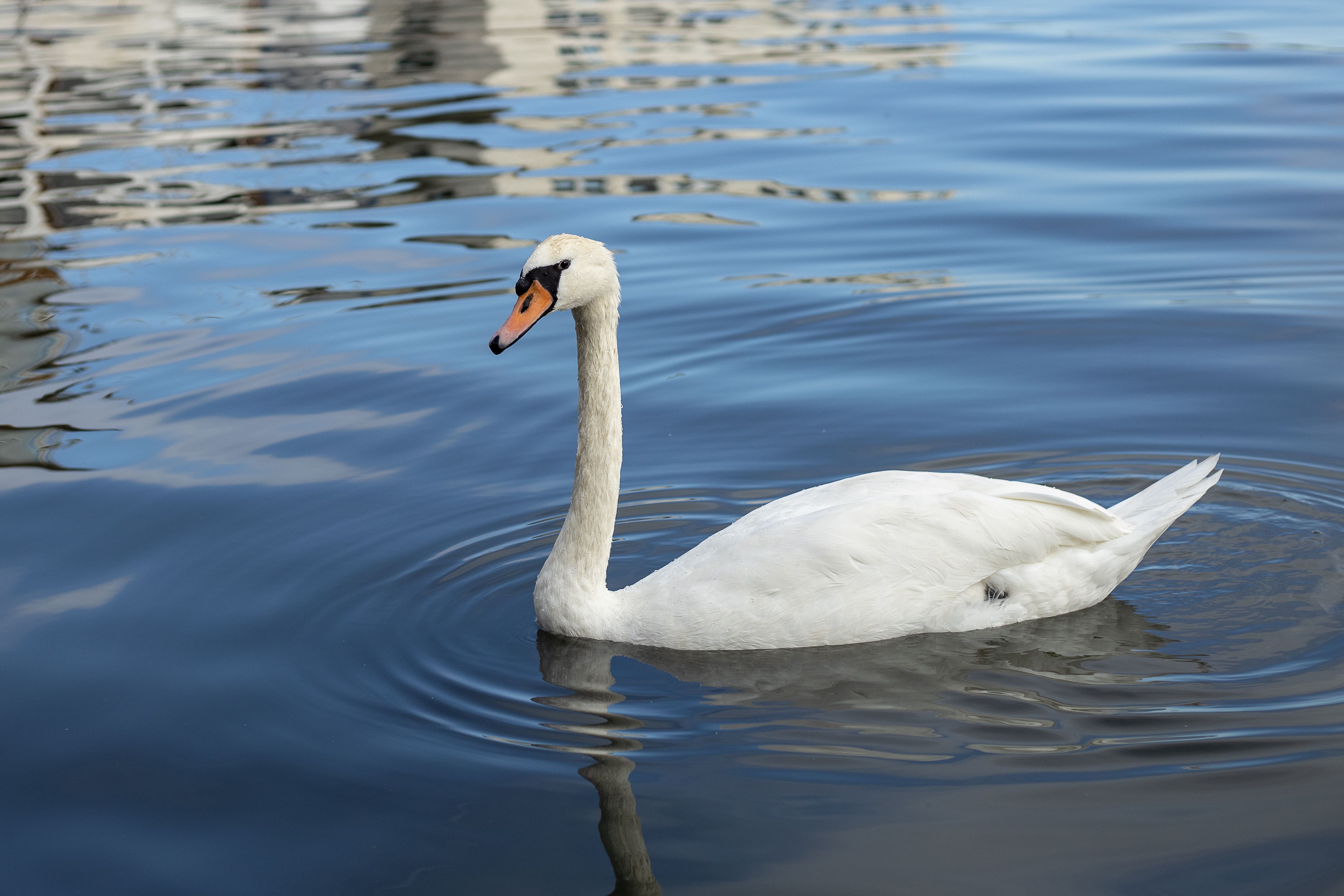 Laptop Wallpaper Of Bird Photos, Download The BEST Free Laptop ...