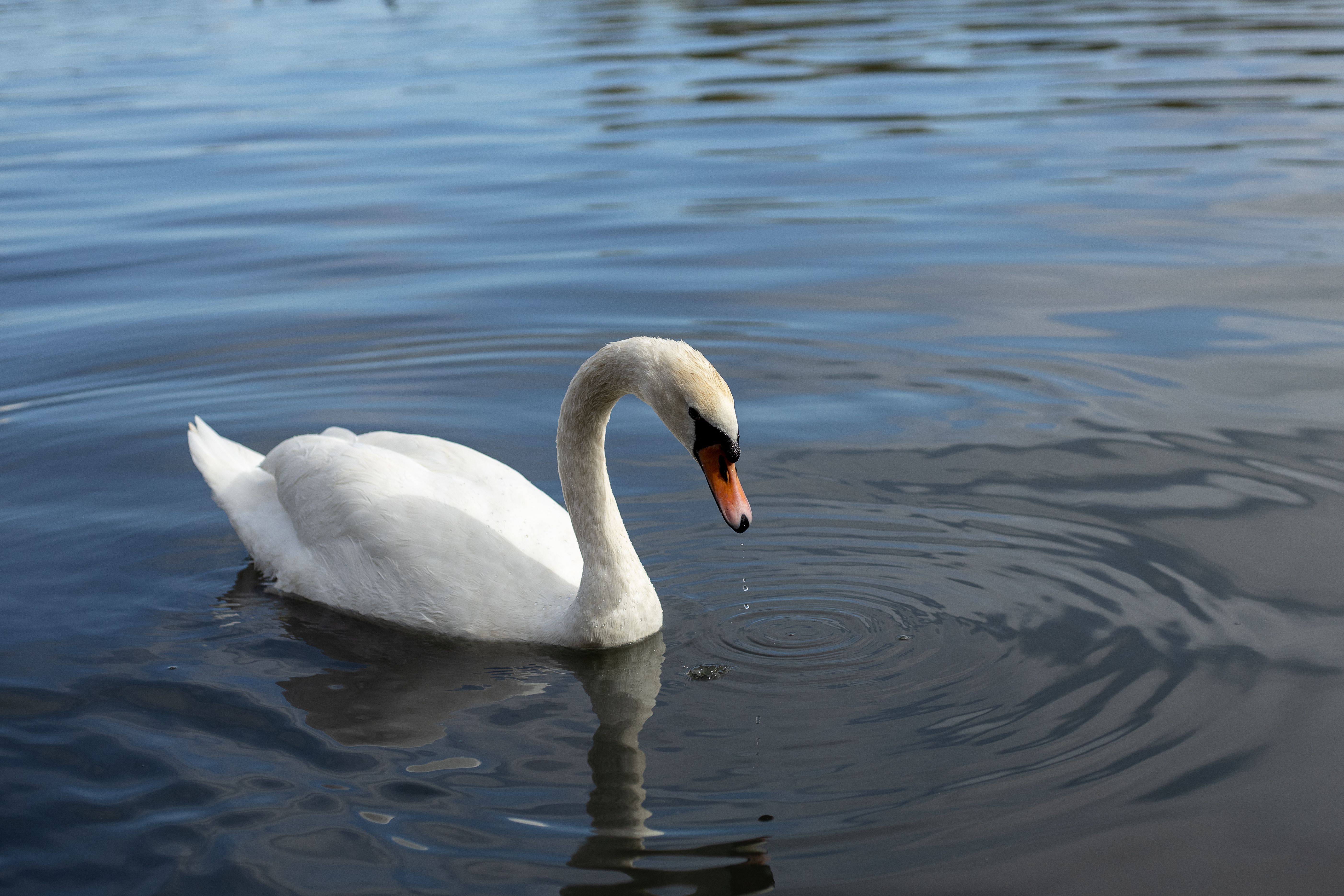 Close up of Swan · Free Stock Photo