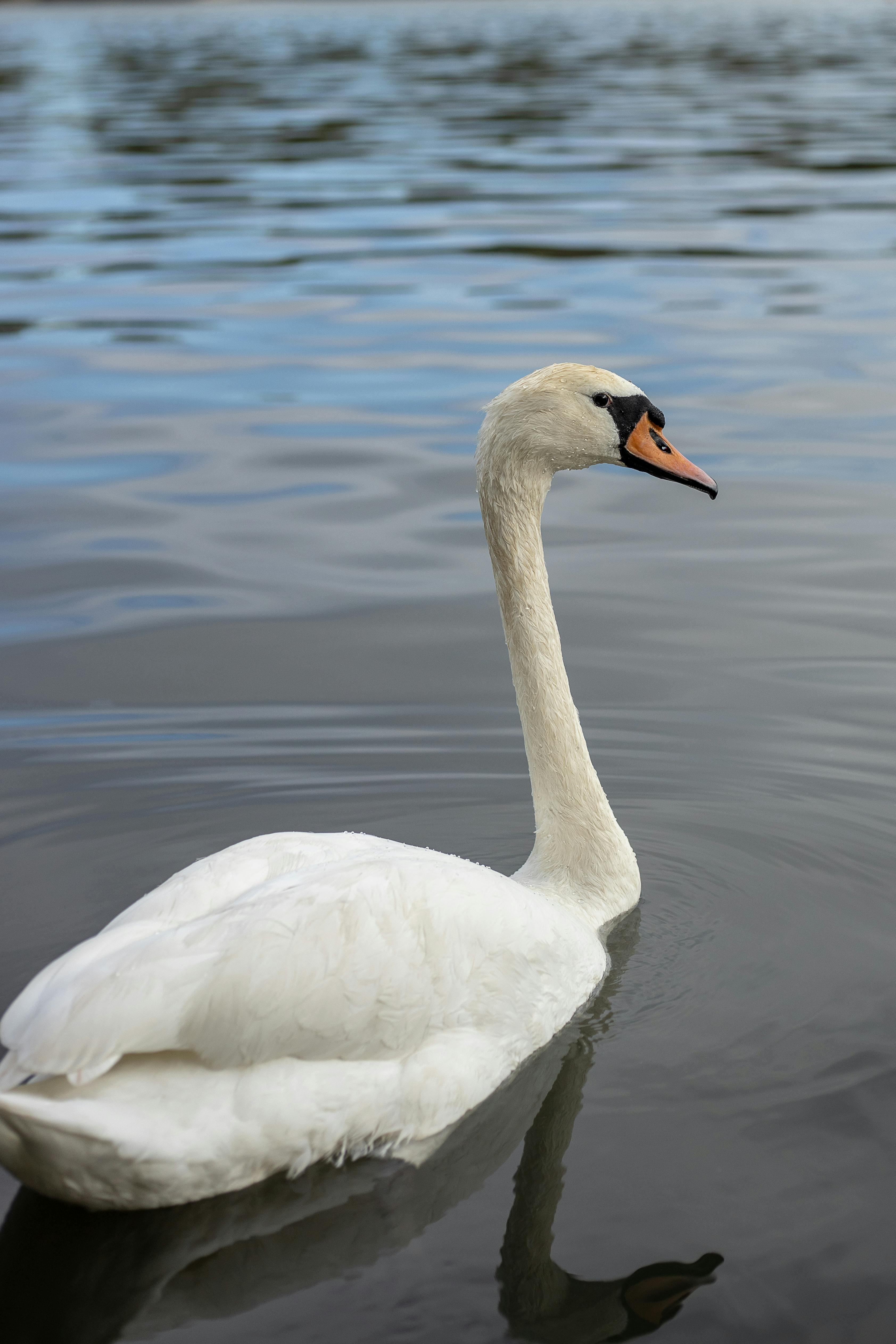Foto stok gratis tentang air, alam, anggun, angsa, angsa danau, angsa ...