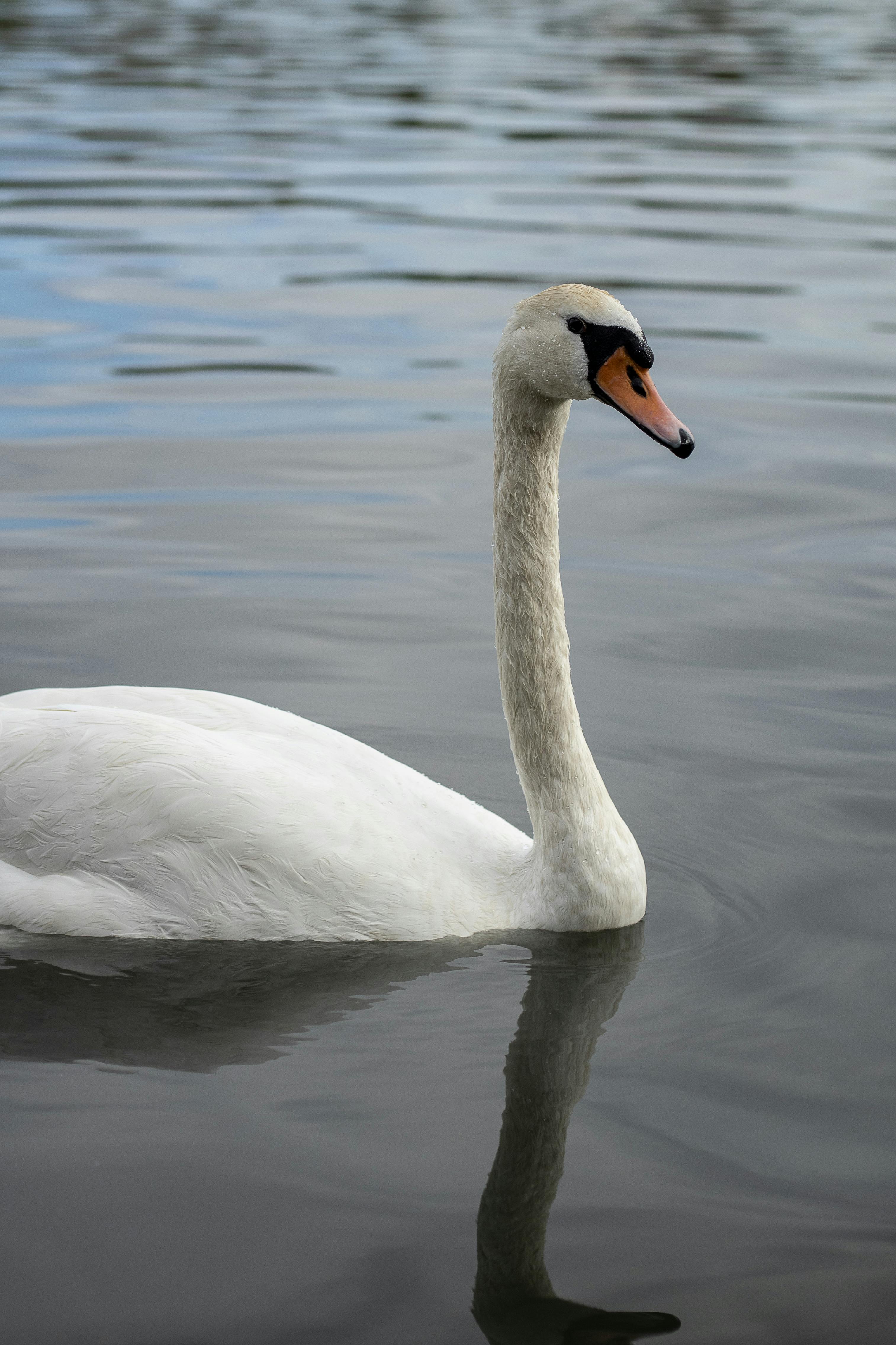 Reflection of Swan on Body of Water · Free Stock Photo