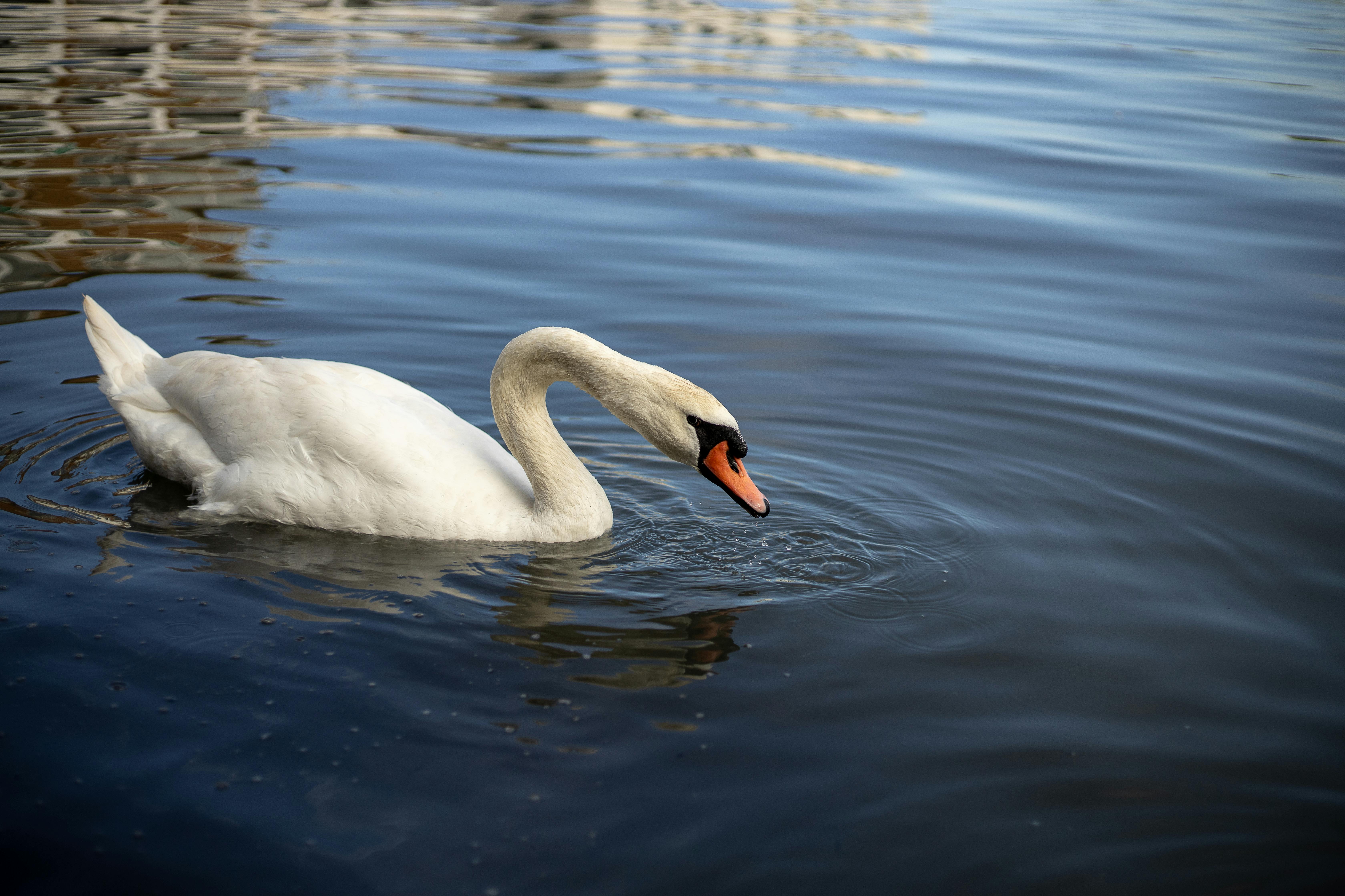 Swans in Water · Free Stock Photo