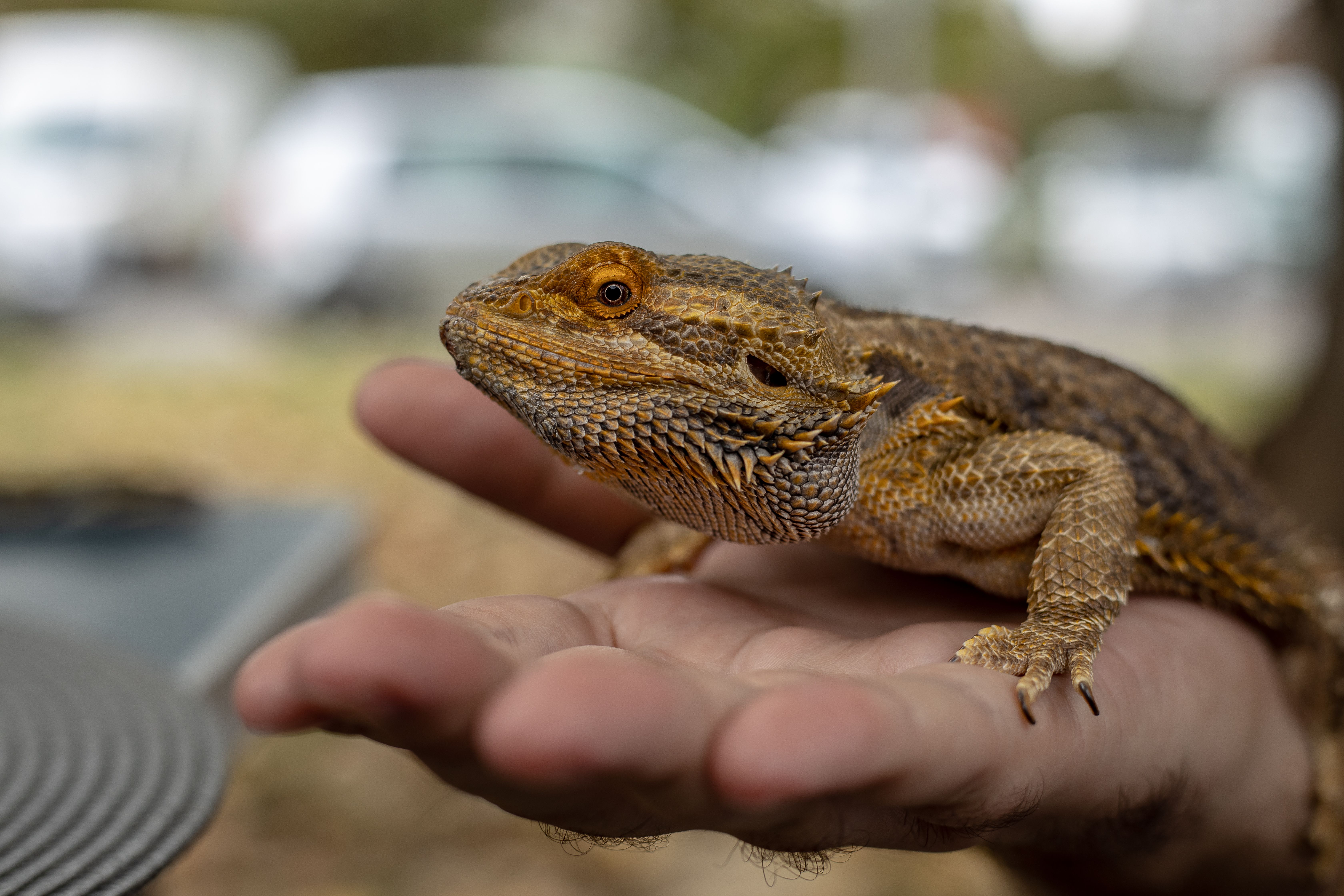 Hand with Central Bearded Dragon · Free Stock Photo