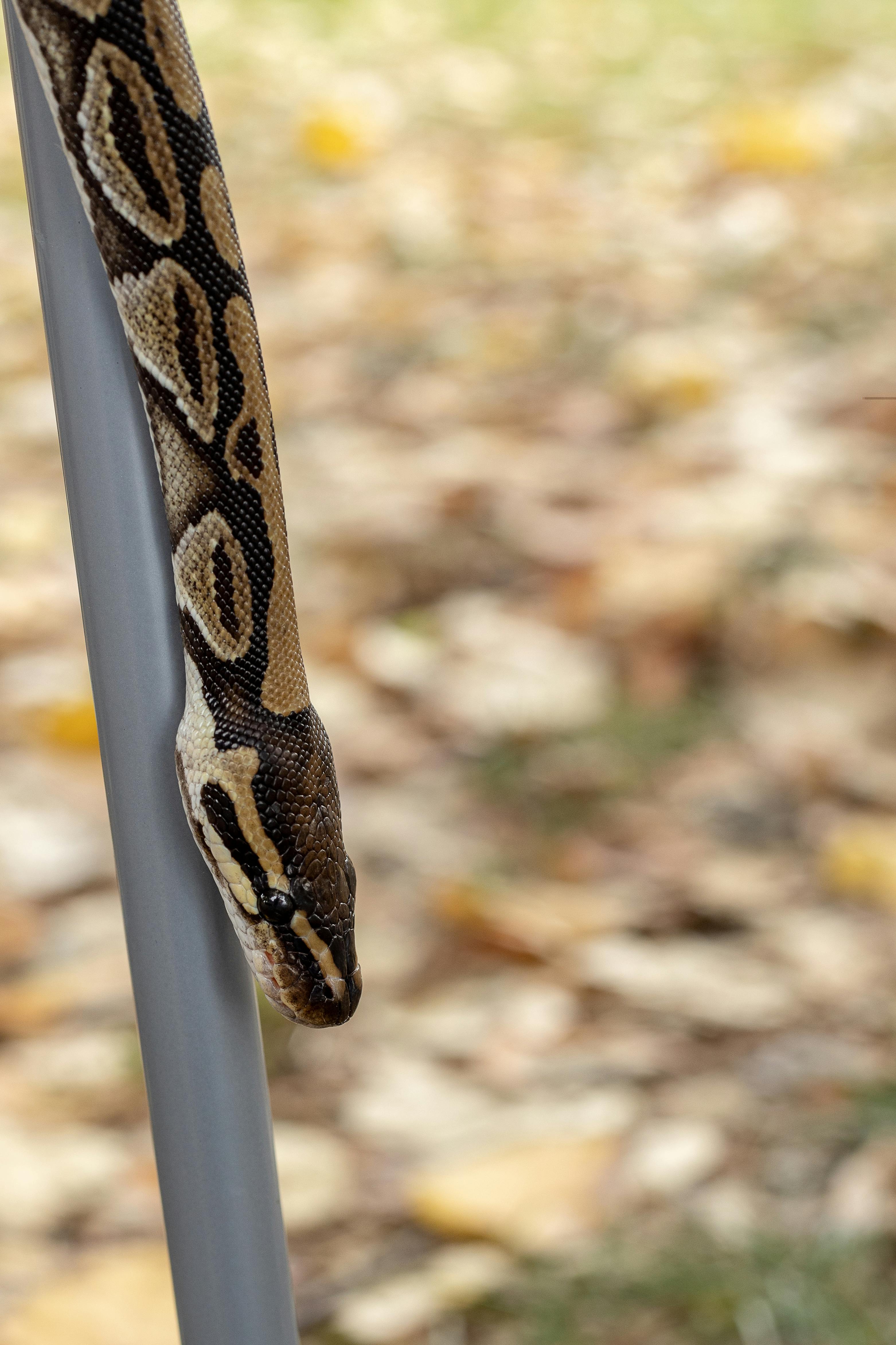 Snake on Leg of Table · Free Stock Photo