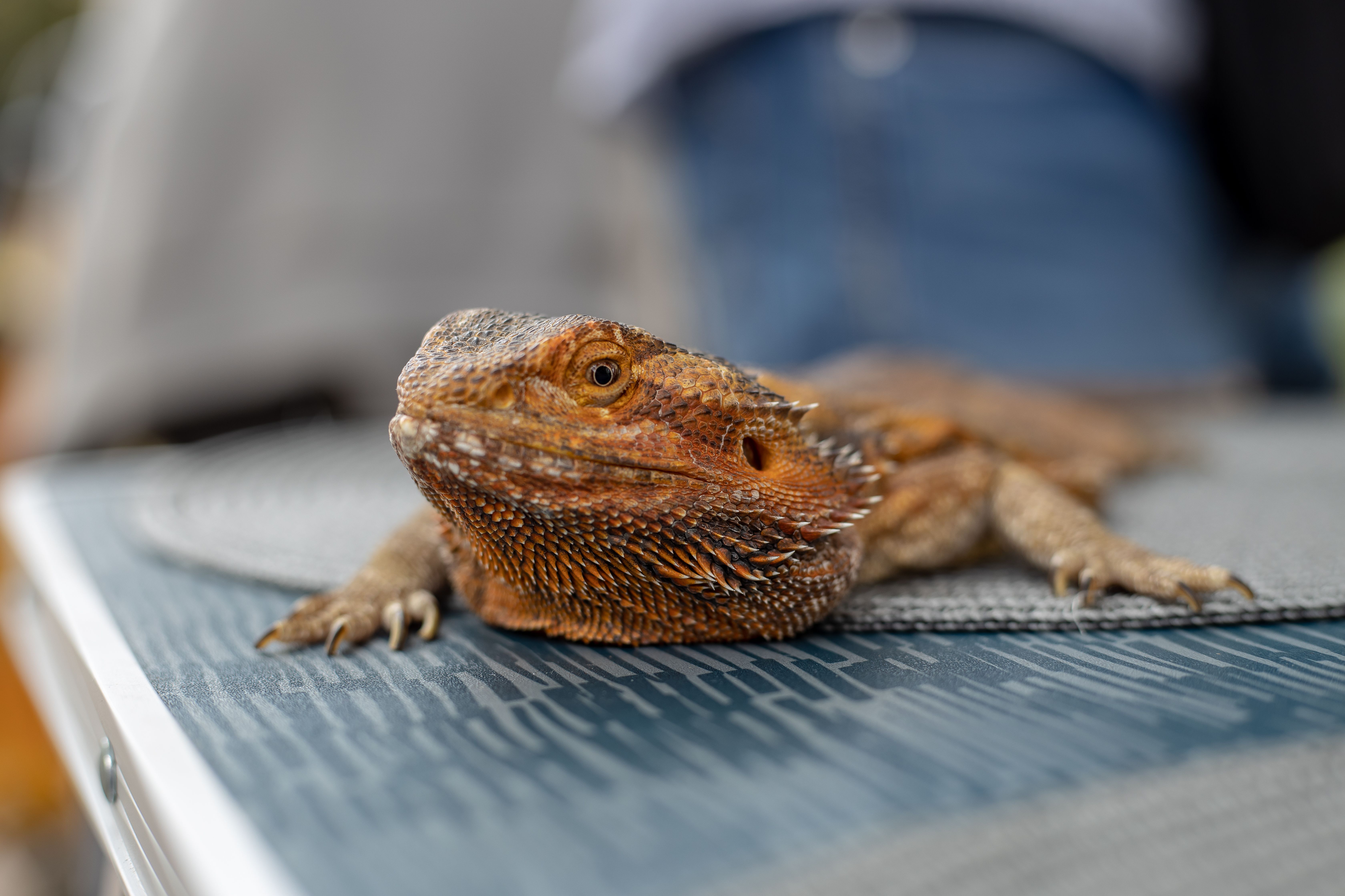 Maltese Wall Lizard in Sunlight · Free Stock Photo