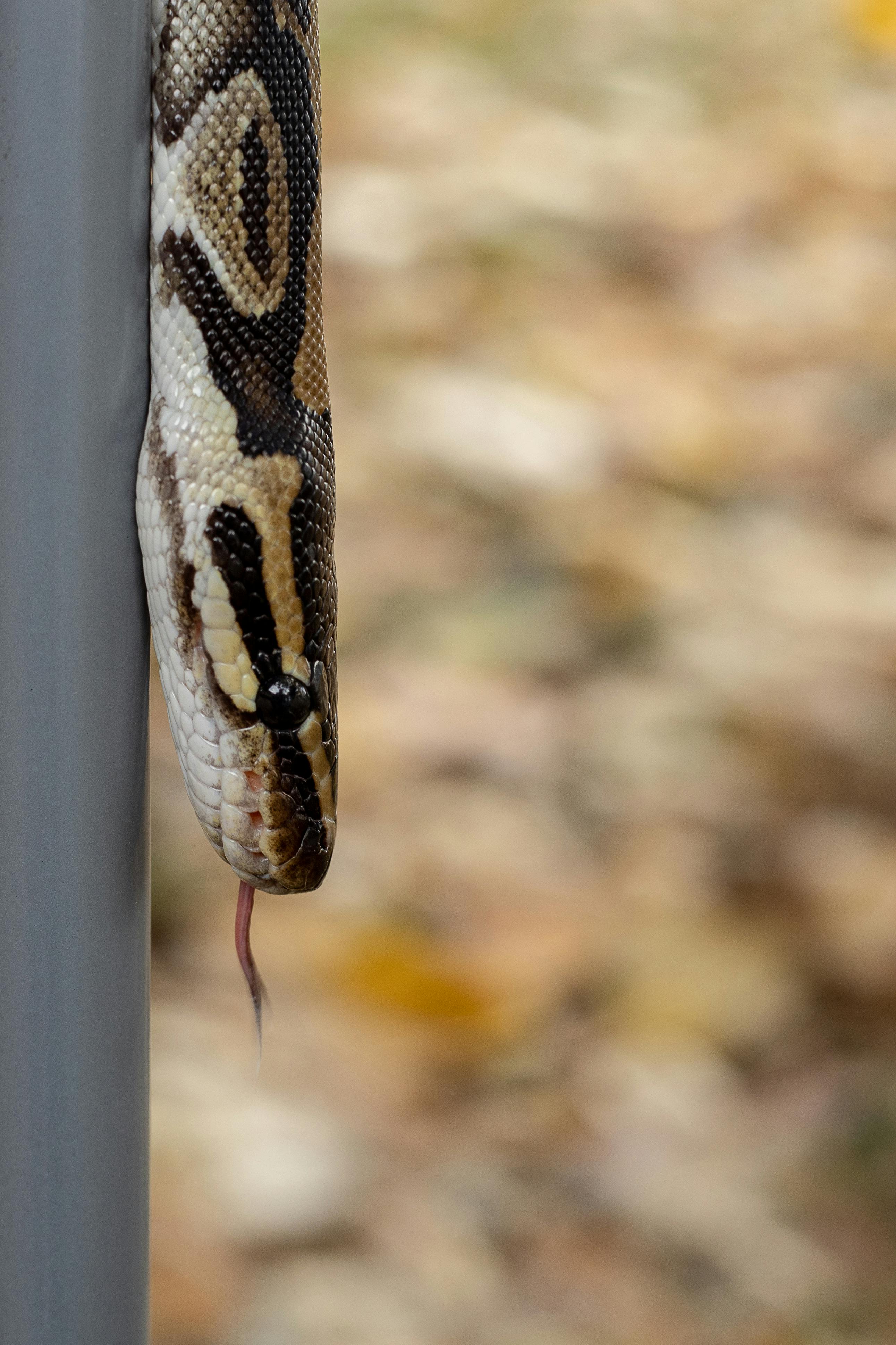 Head of Snake · Free Stock Photo