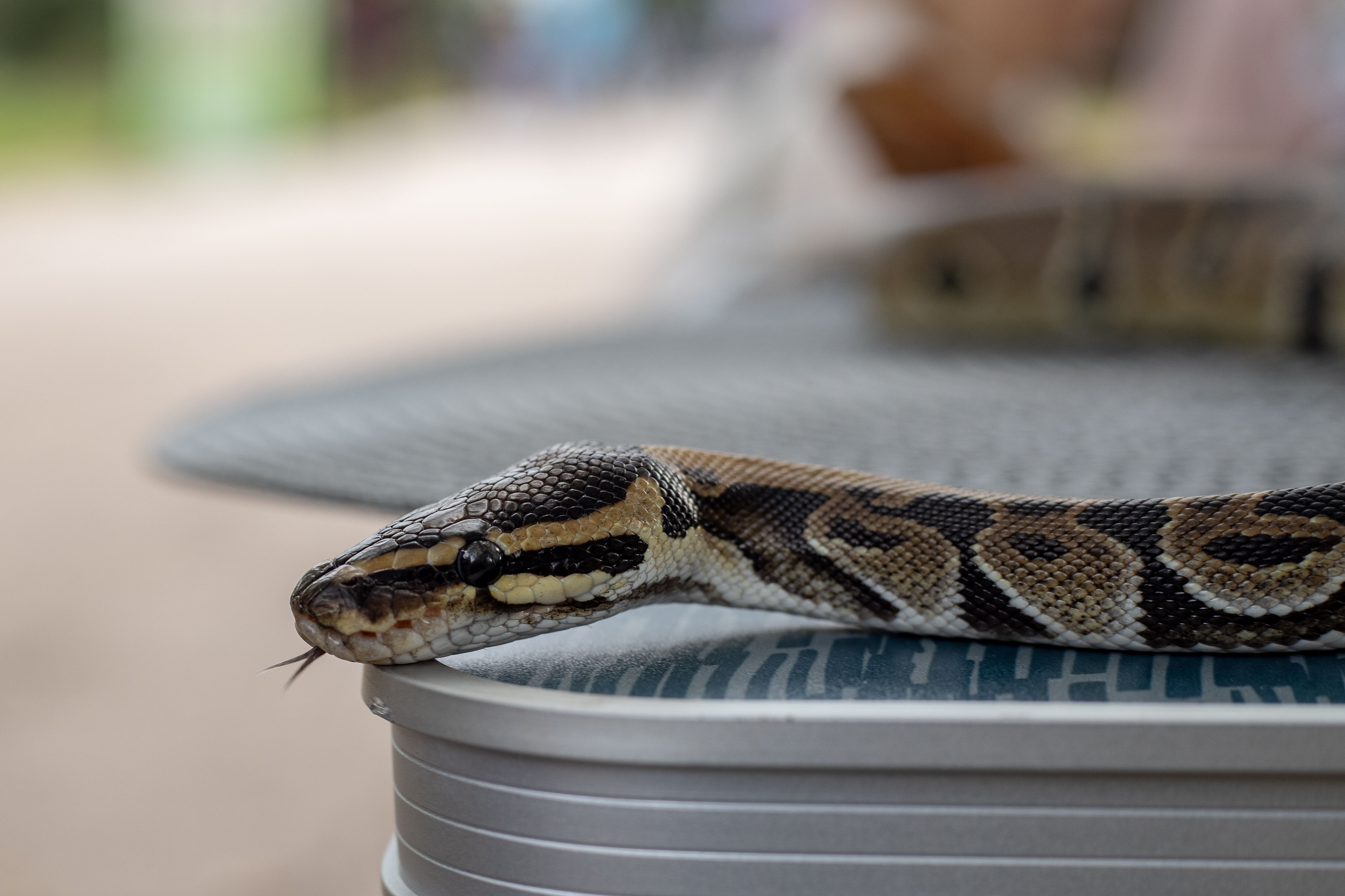 Close up of Snake Head · Free Stock Photo