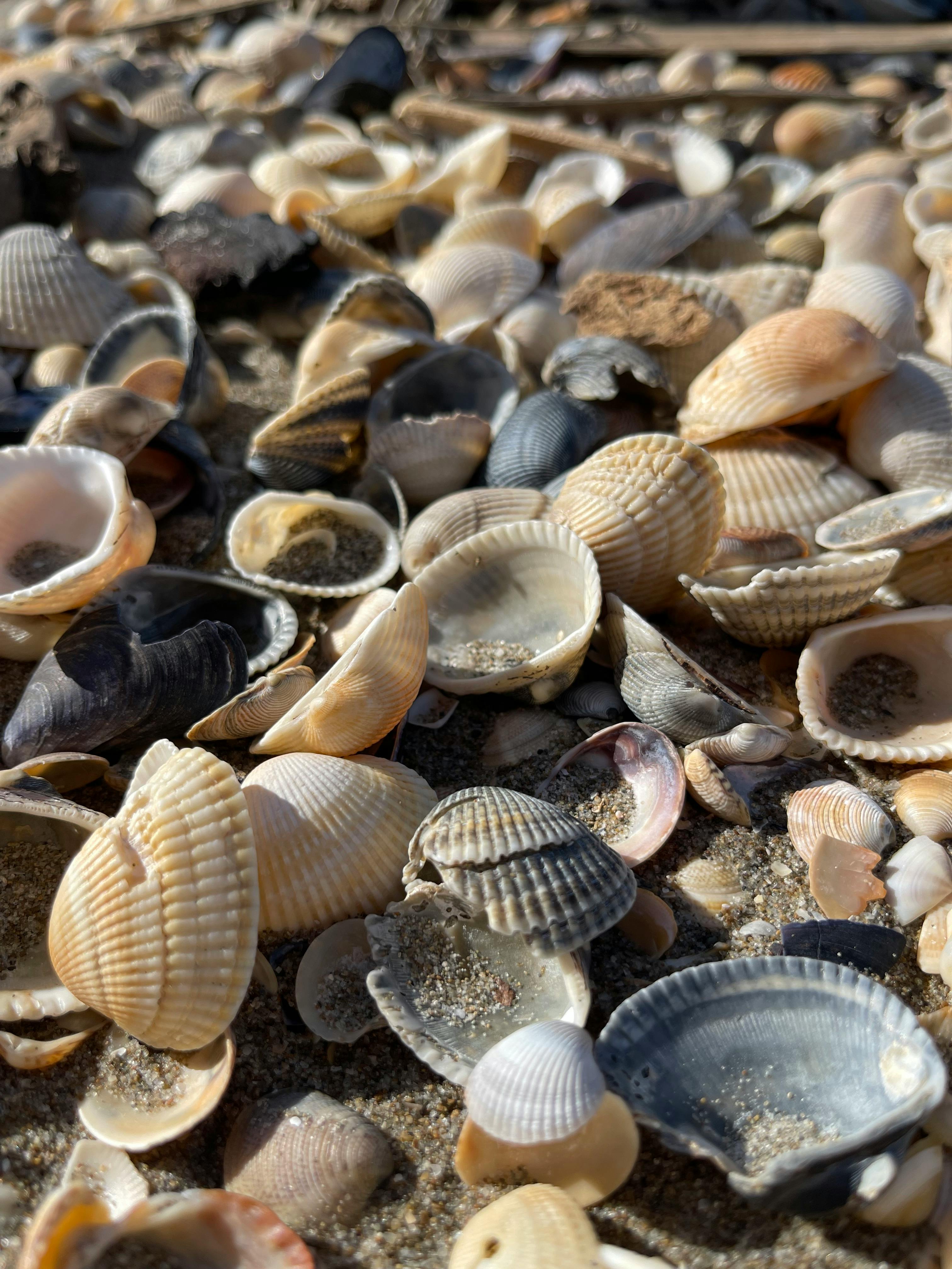 Sarah Beaudet - Photography