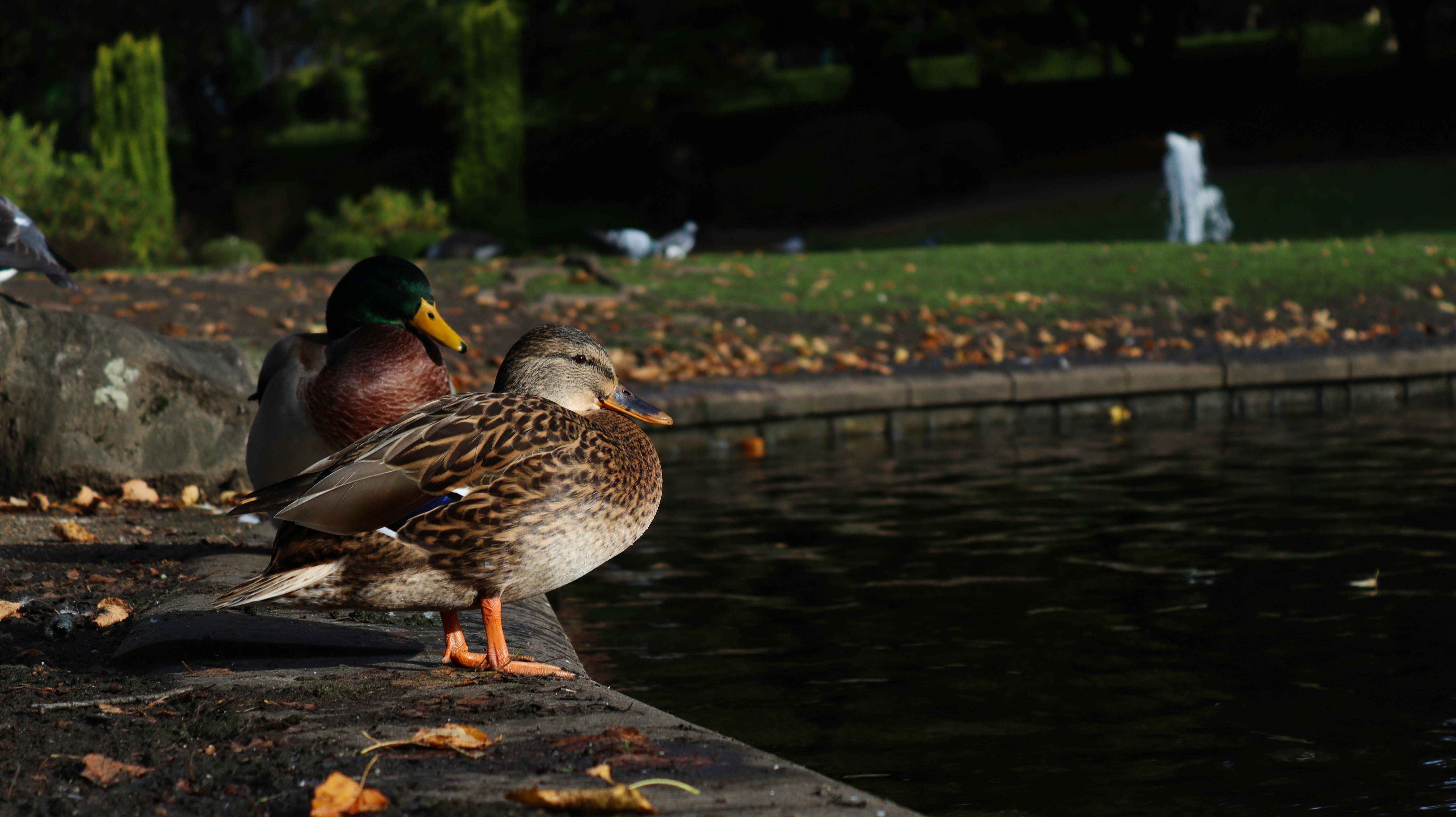 Joshua Taylor - 사진