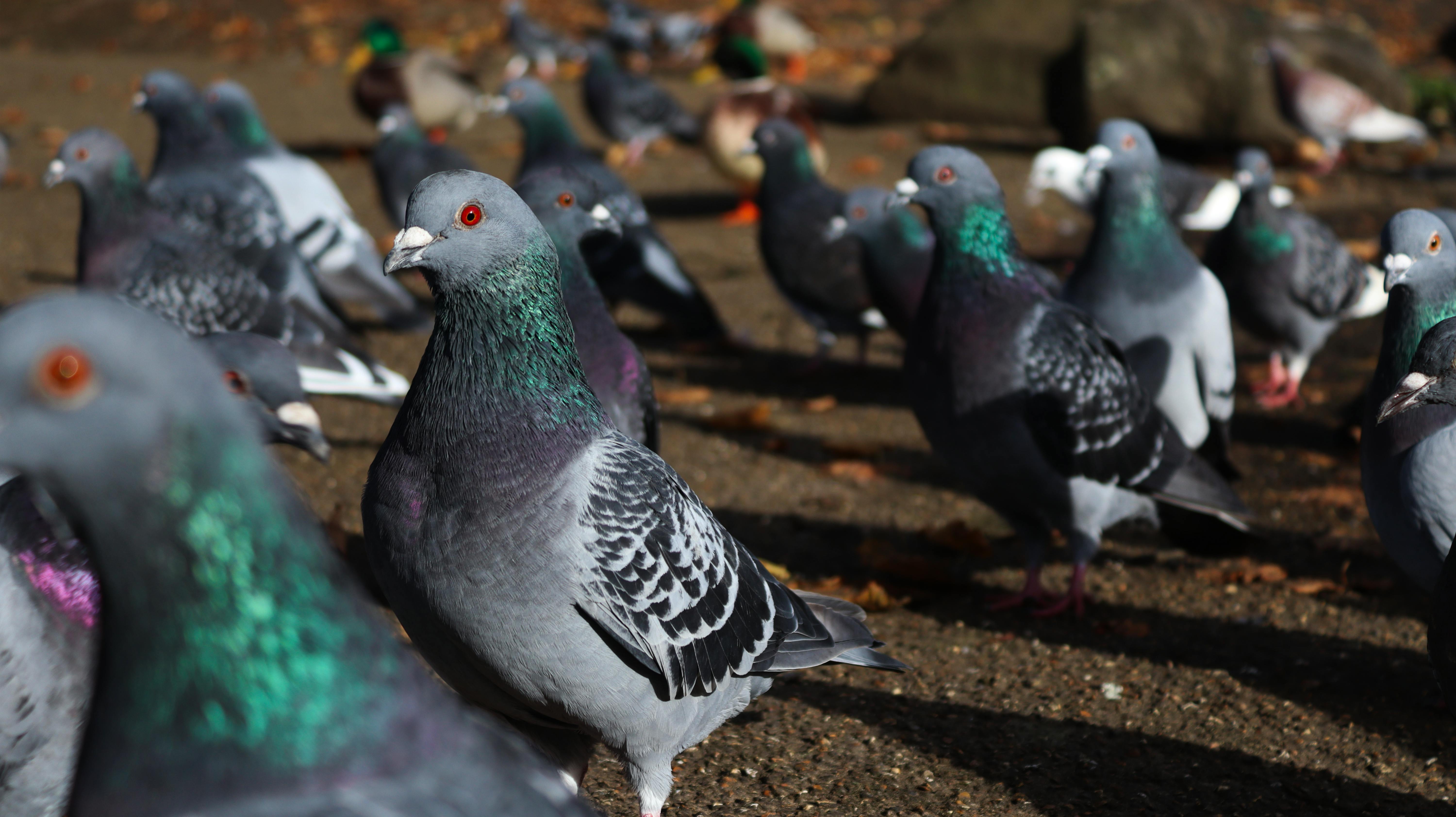 Joshua Taylor - 사진