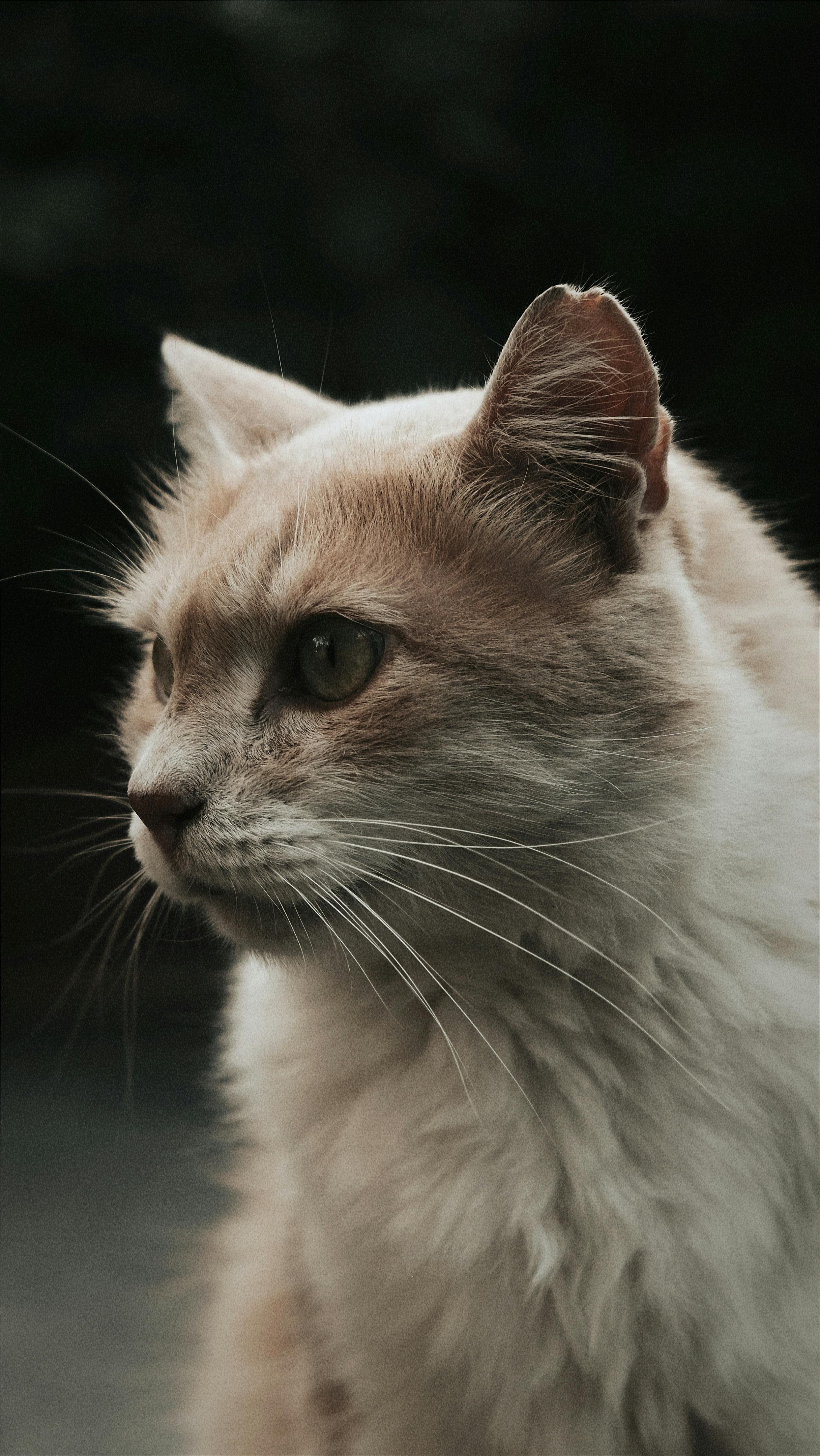 Beyaz Kedi Portresi · Ücretsiz Stok Fotoğraf