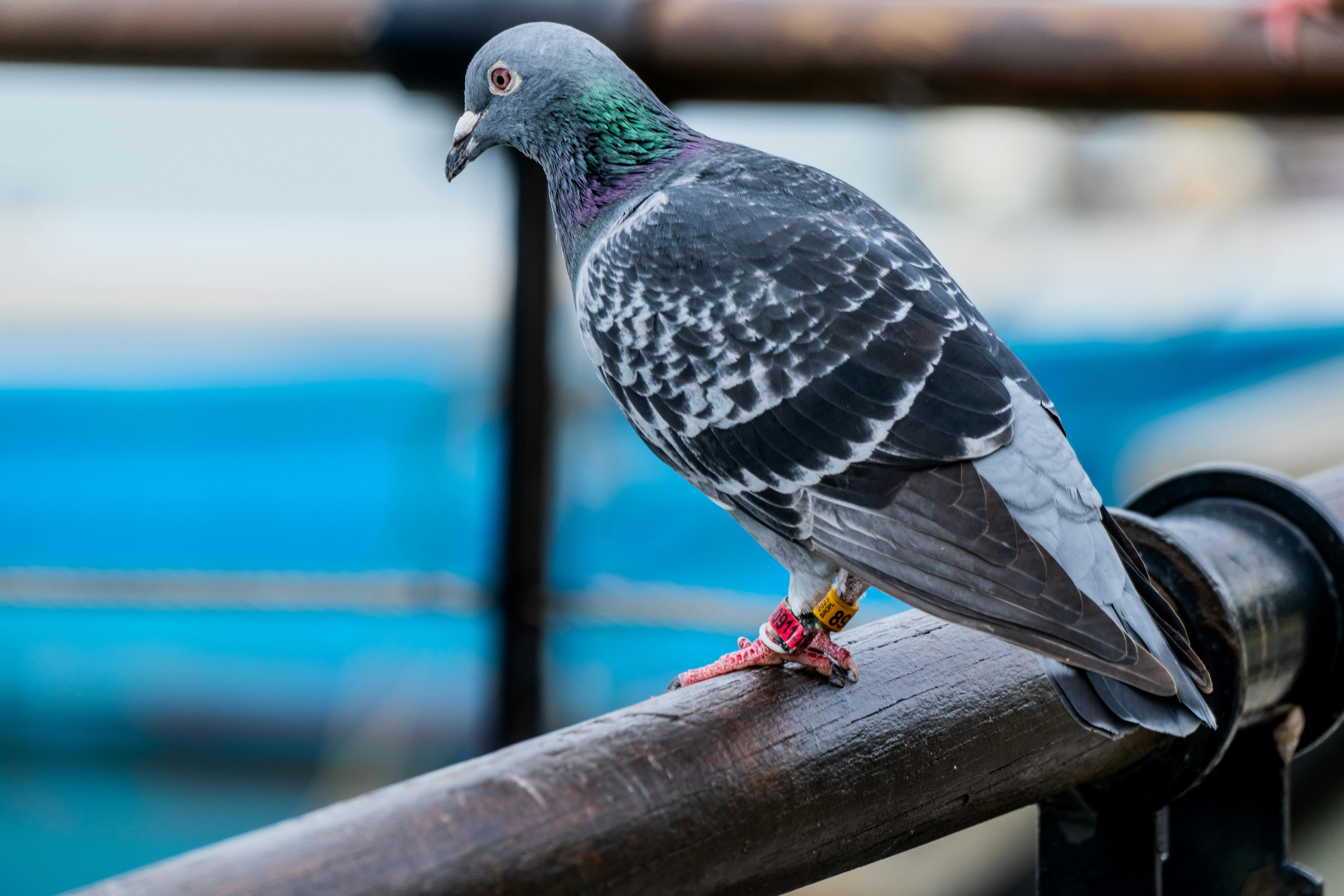Portrait Of A Tagged Pigeon Perching On A Railing Free Stock Photo