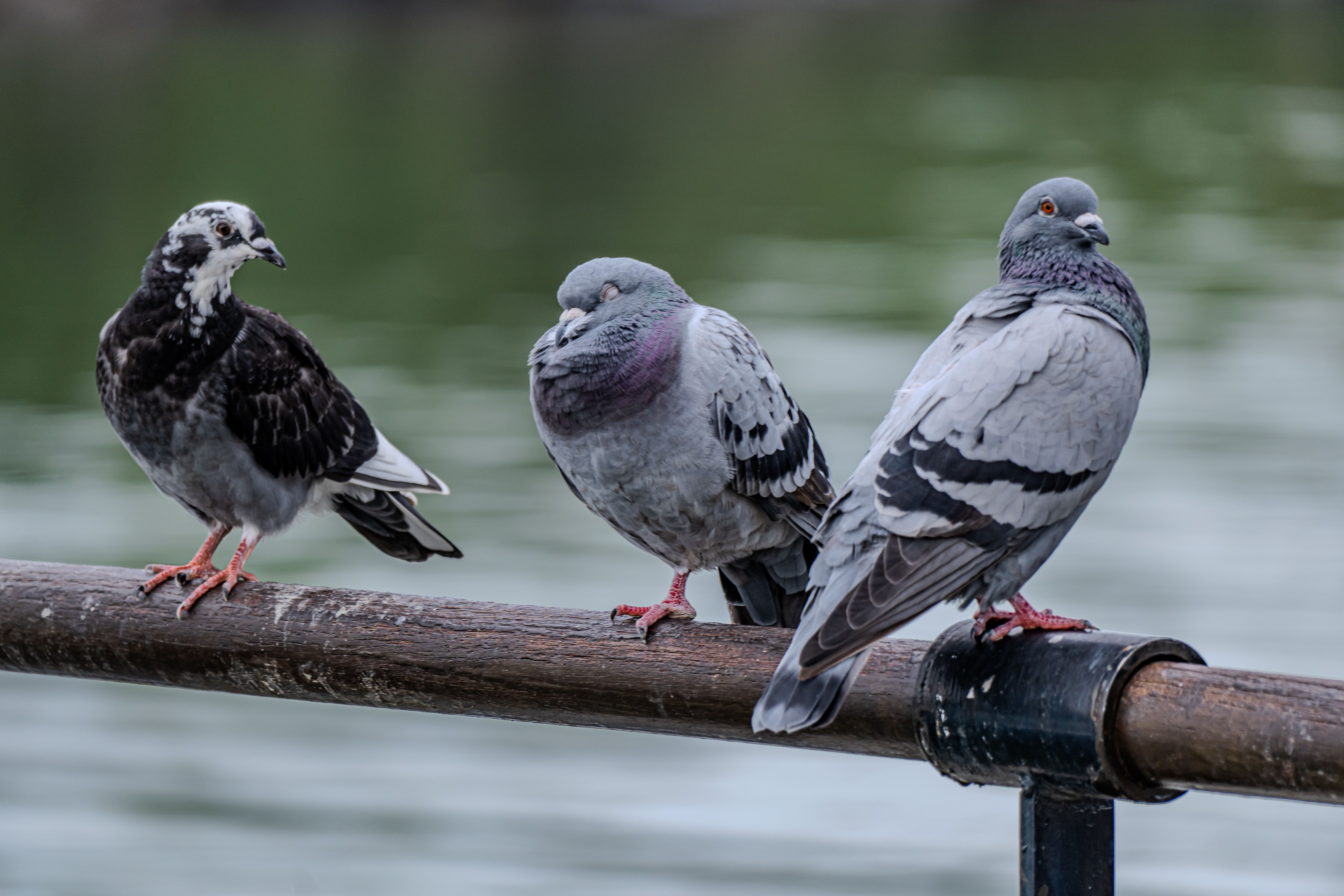 Close up of Pigeons · Free Stock Photo