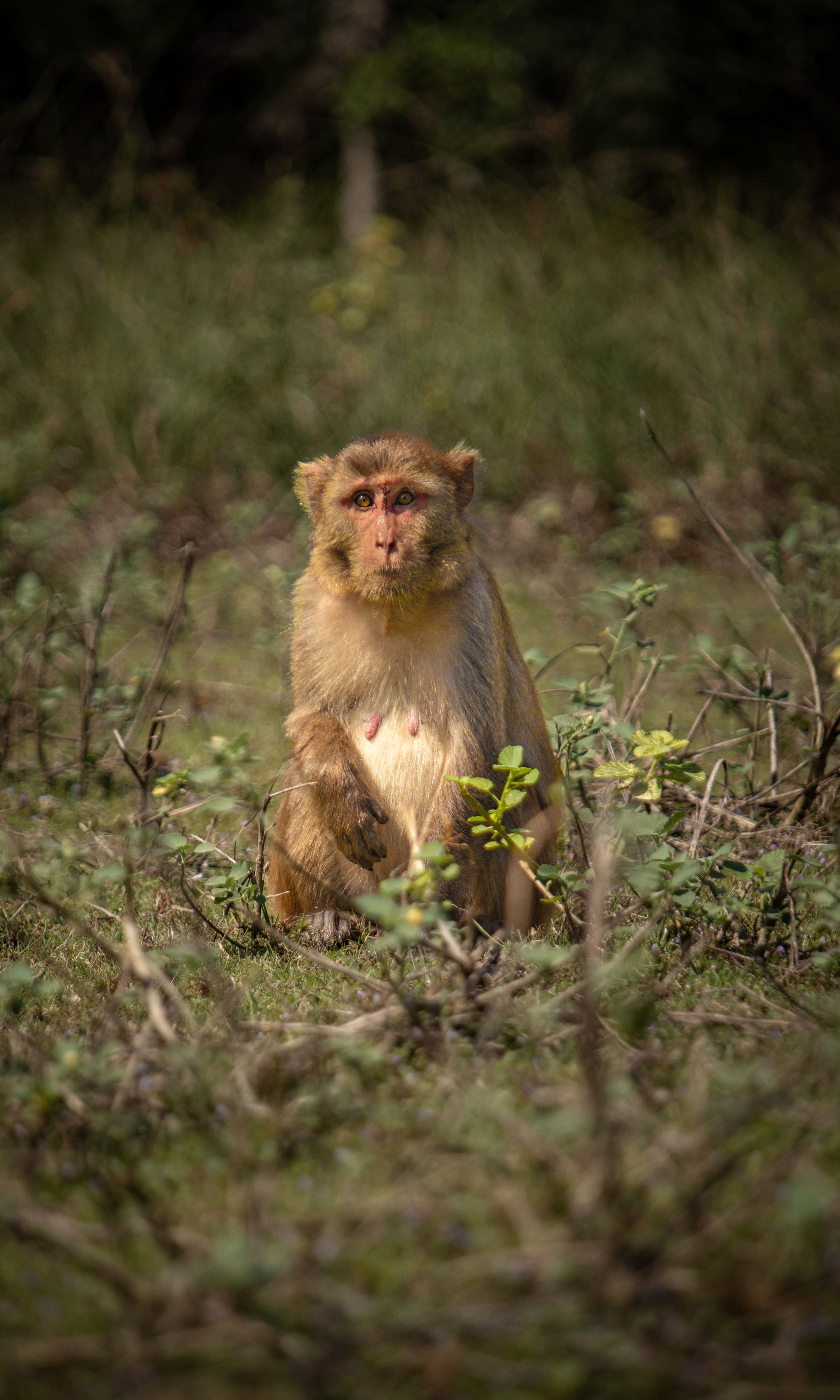 Natural Animal Photos, Download The BEST Free Natural Animal Stock ...